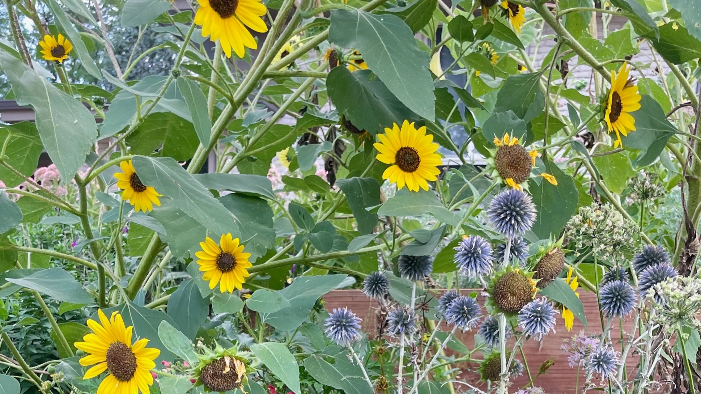 🌱 Right Plant, Right Place: How to Choose the Perfect Plants for Your ...