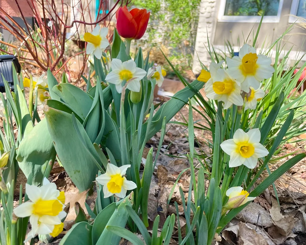 The Ultimate Guide to Planting Bulbs in Your Garden: Tips for Beautiful ...