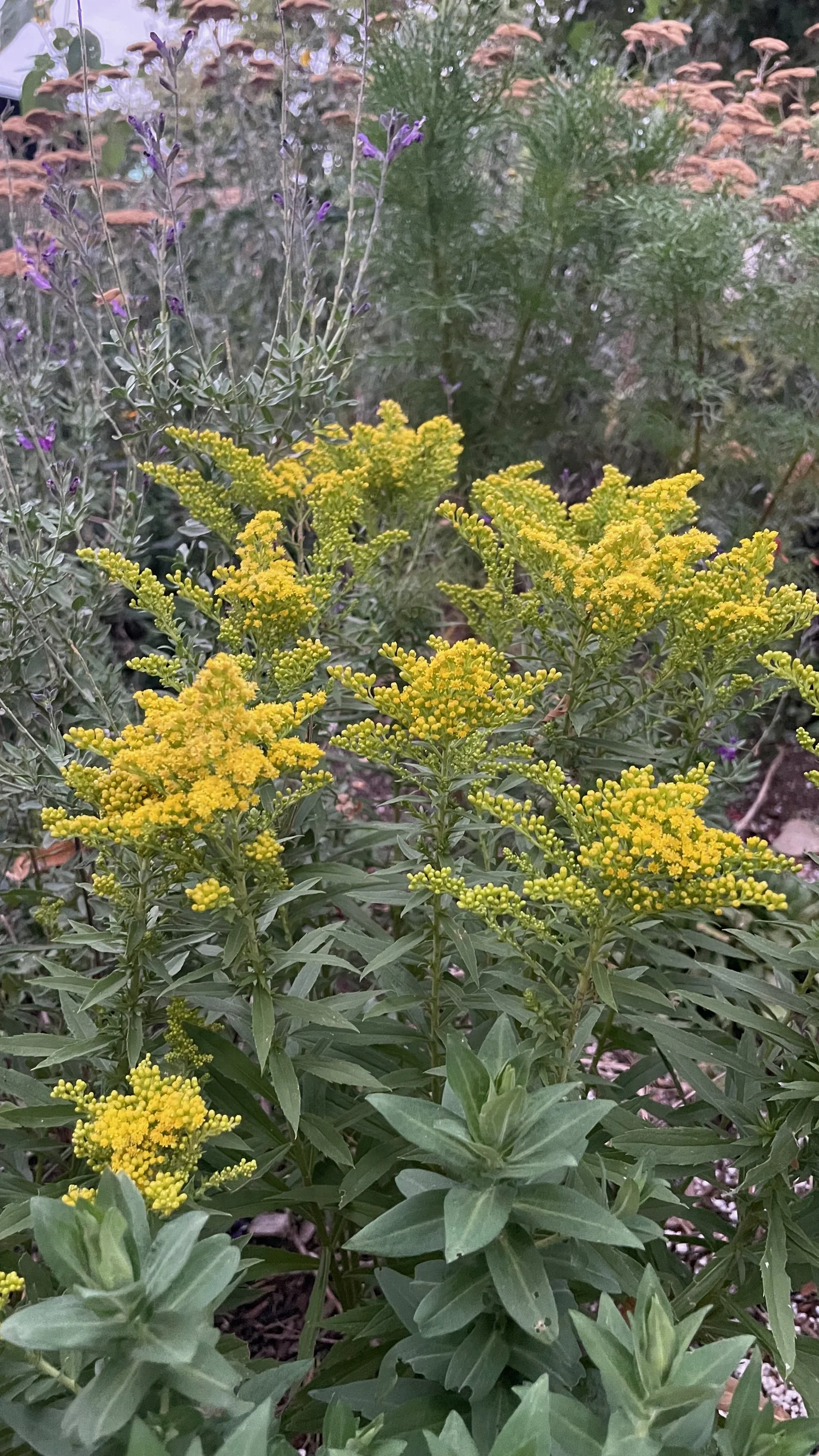 Solidago Species in North America: Why Gardeners Should Plant ...