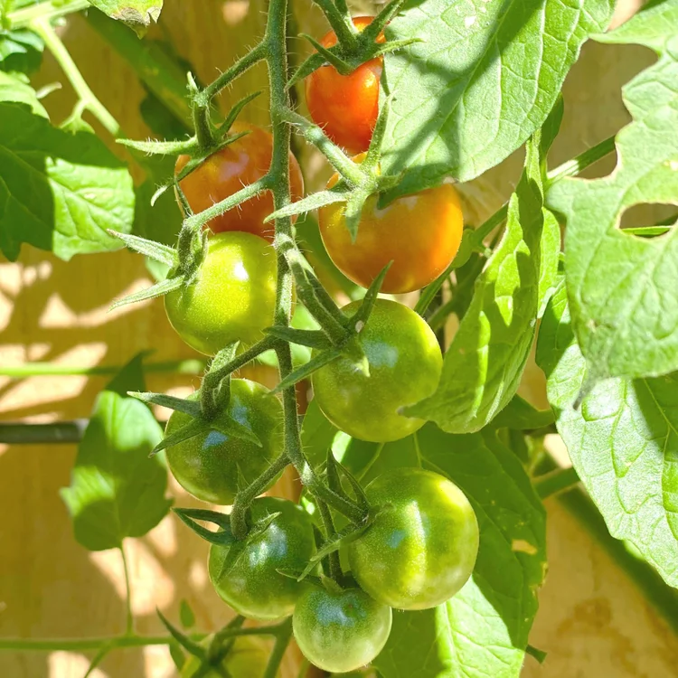 Exploring the History of Tomatoes in Italy and My Favorite Varieties ...