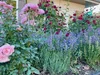 Choosing and Planting Roses for St. Louis, Missouri: Tips for a ...