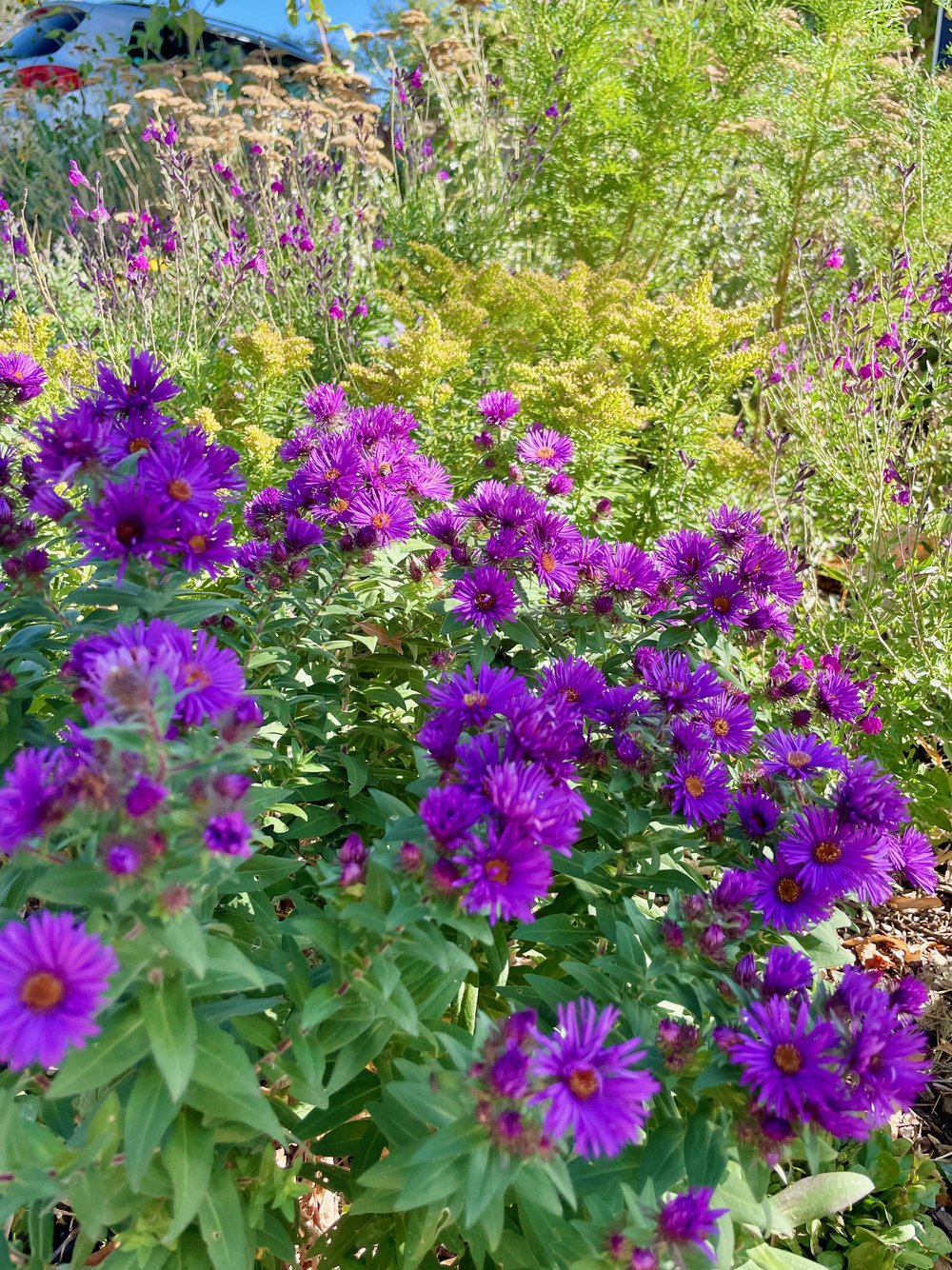 Complete Guide to Growing Native Asters in North America: Tips for a ...