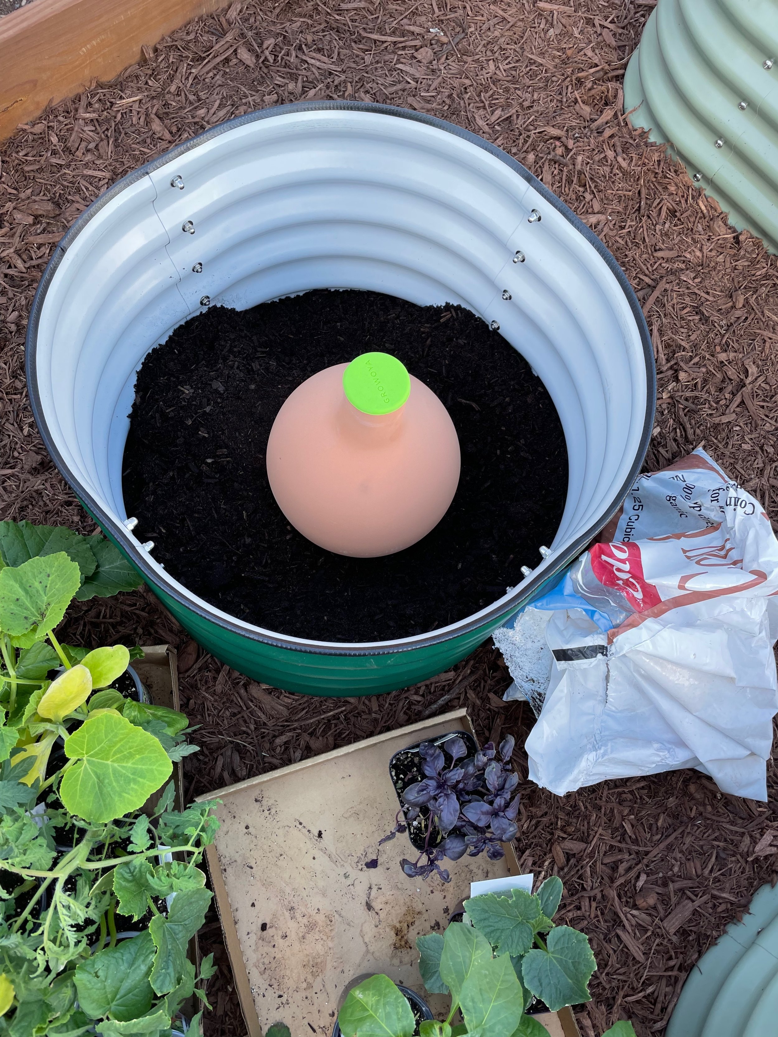 How to Use Ollas for Watering Plants: Efficient Irrigation Tips for ...