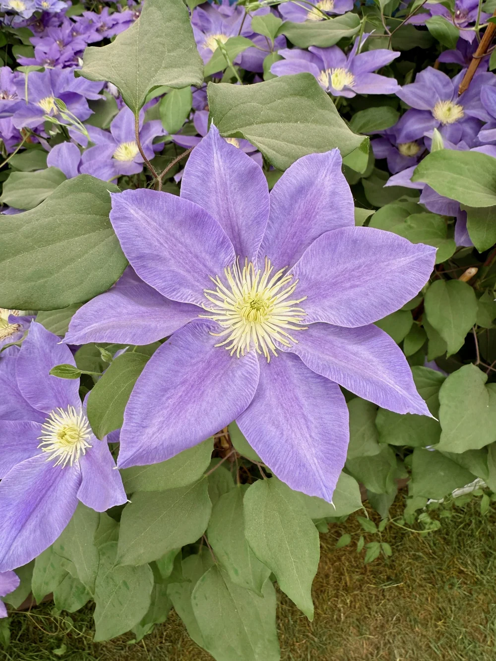 Why Latin Plant Names Matter: A Home Gardener’s Guide to Growing with ...