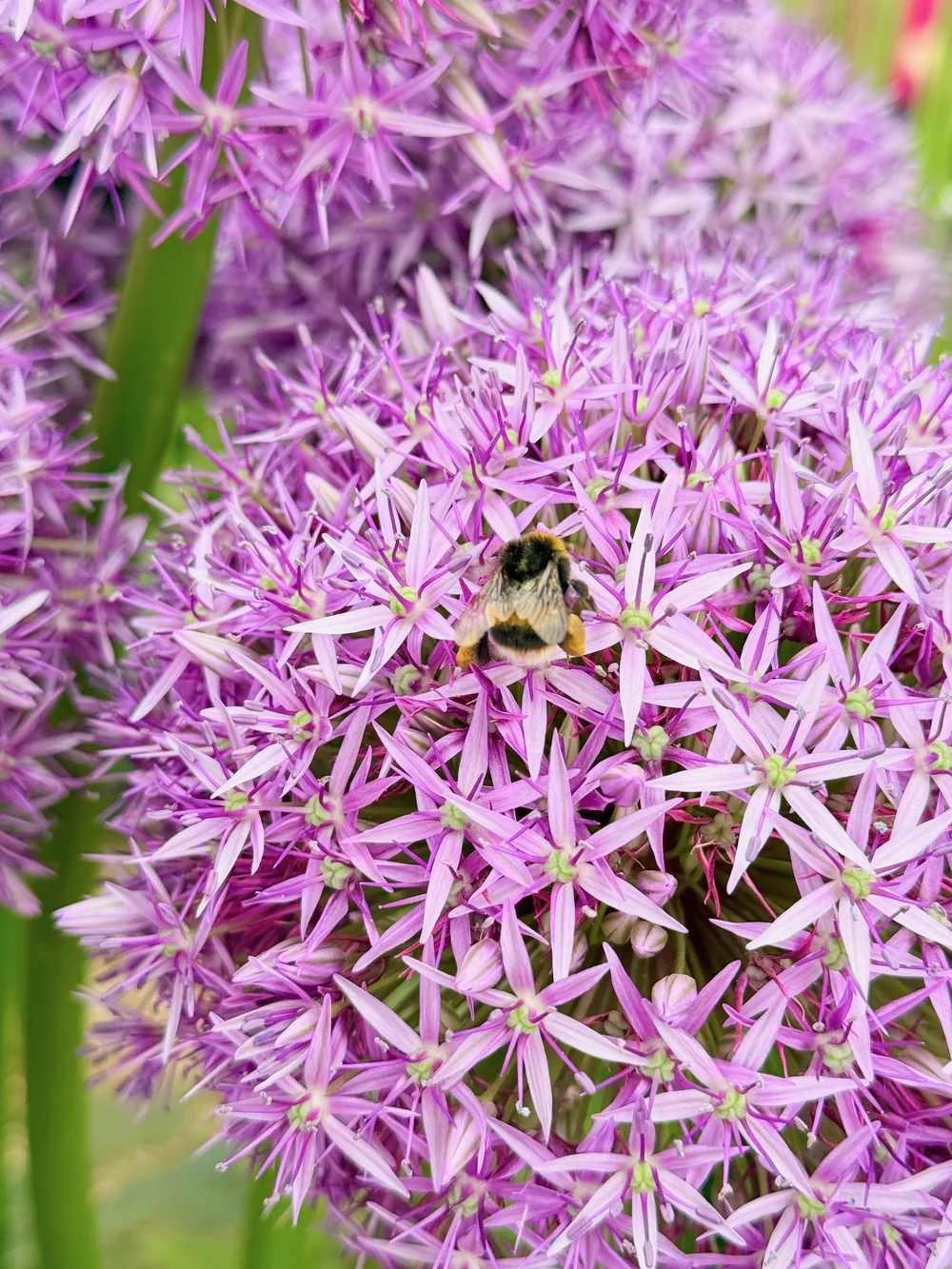 Why Latin Plant Names Matter: A Home Gardener’s Guide to Growing with ...