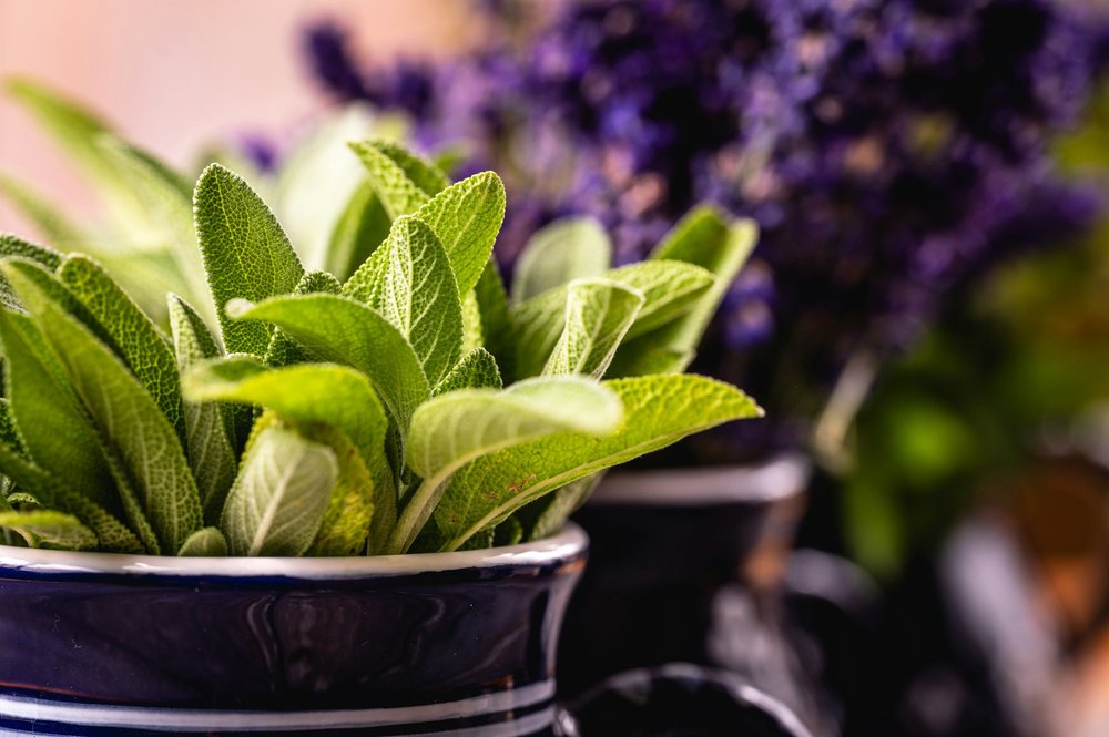 Why Latin Plant Names Matter: A Home Gardener’s Guide to Growing with ...