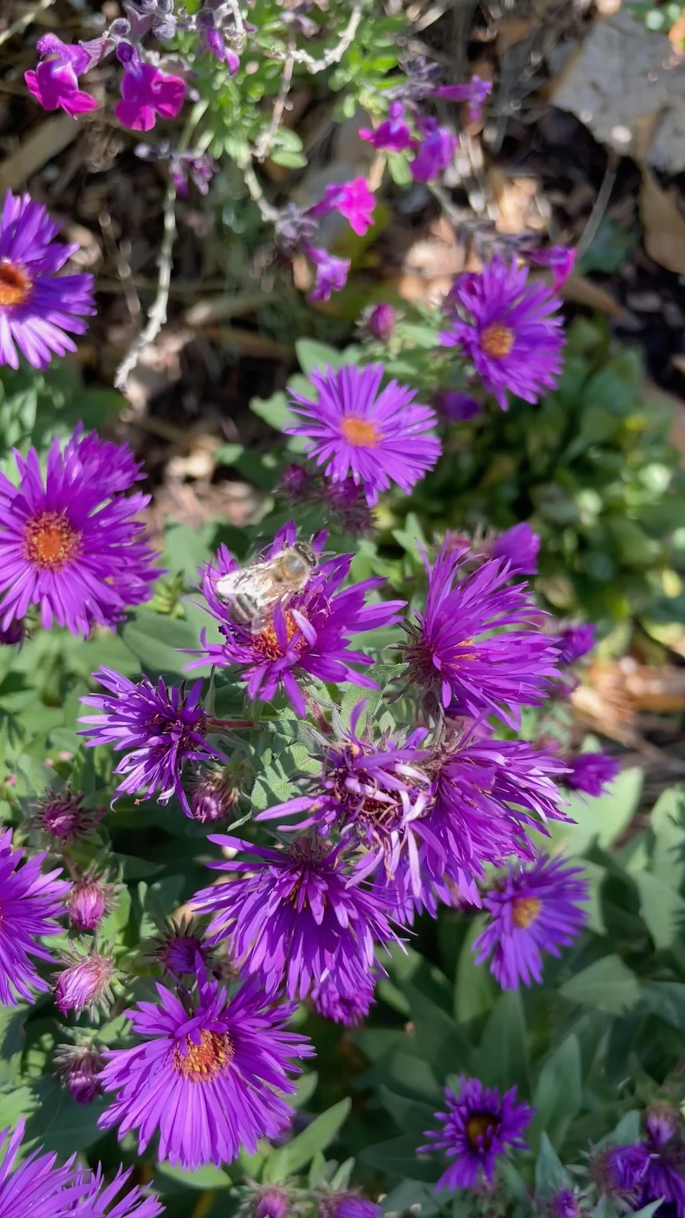 Complete Guide to Growing Native Asters in North America: Tips for a ...