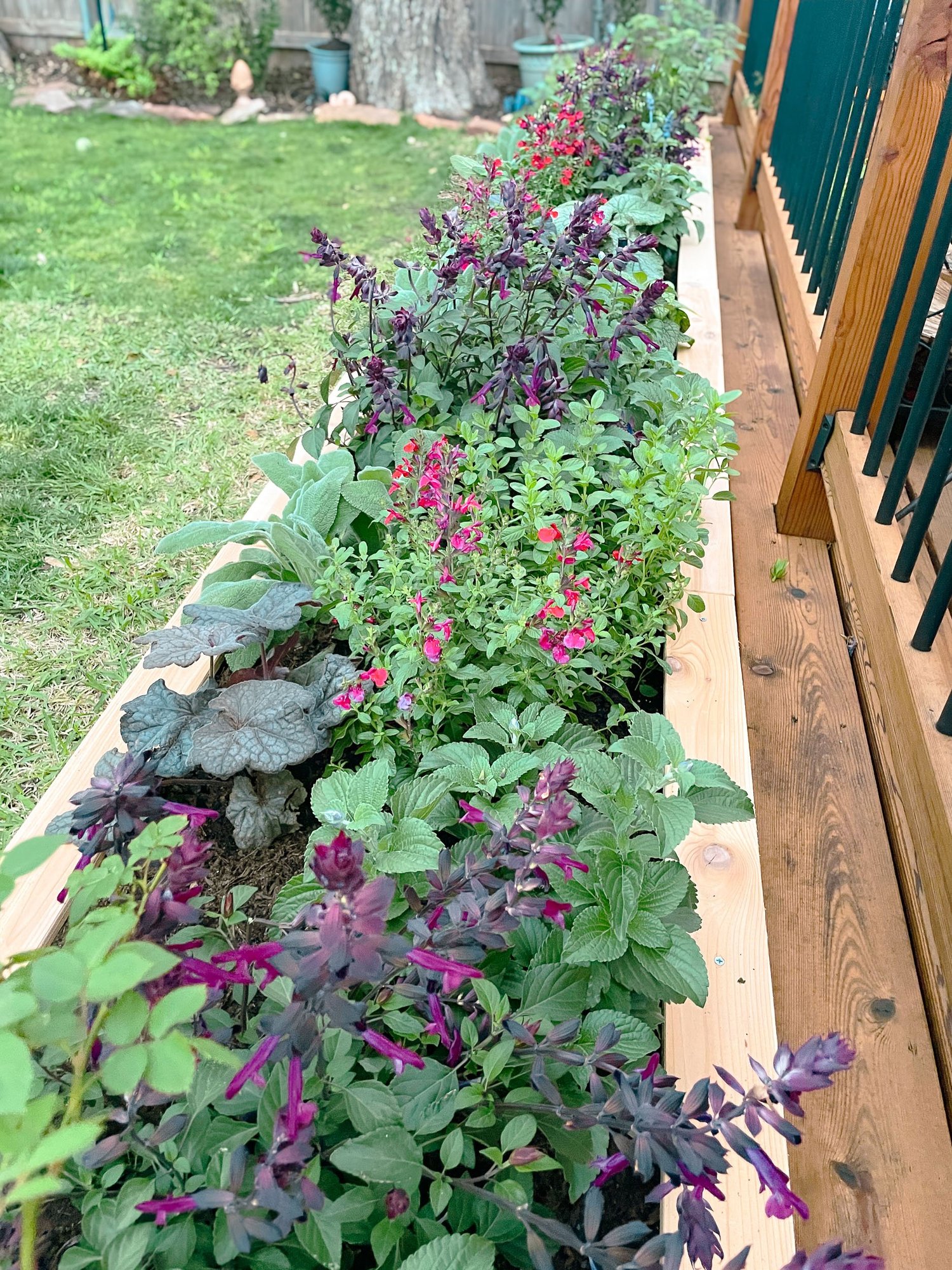 Why Salvias Deserve a Spot in Every Garden: Colorful, Hardy ...