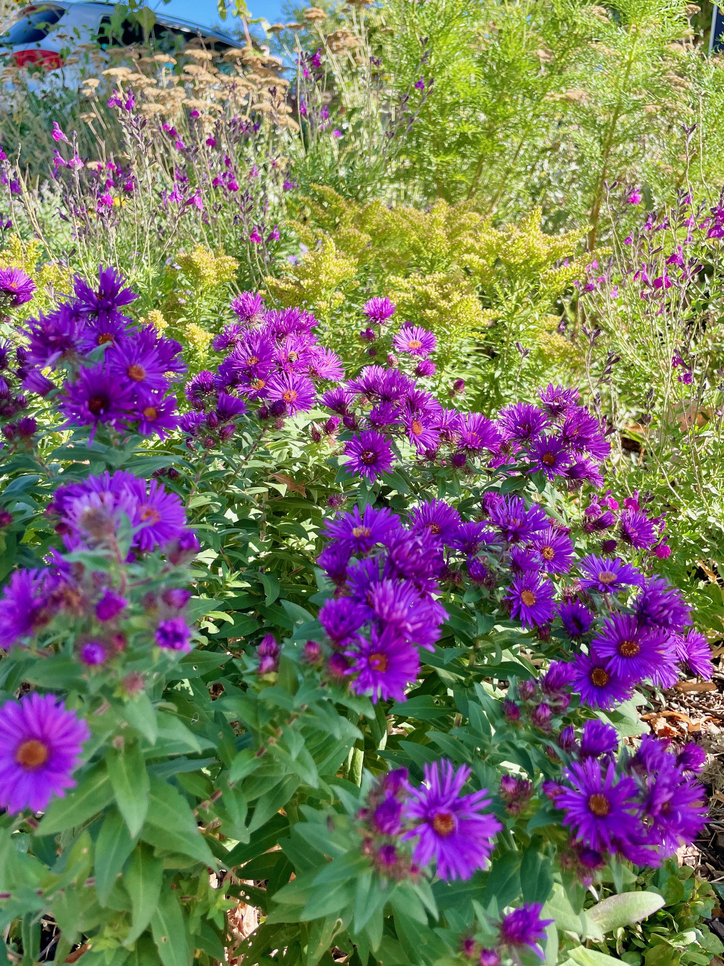 Complete Guide to Growing Native Asters in North America: Tips for a Flourishing Garden — Wild ...