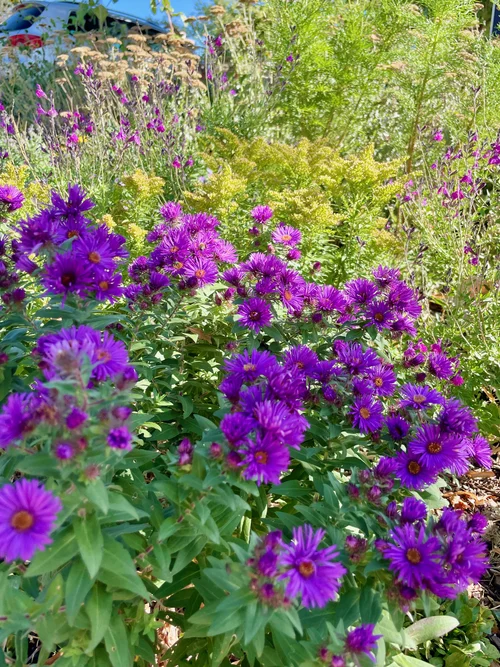 Complete Guide to Growing Native Asters in North America: Tips for a ...
