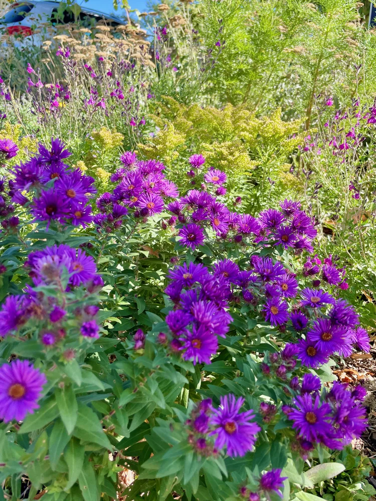 Complete Guide to Growing Native Asters in North America: Tips for a ...
