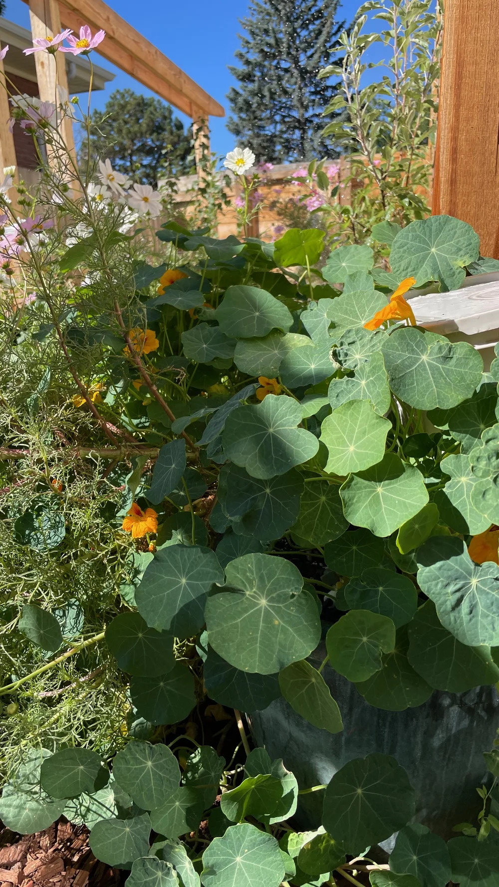 Chaos Gardening Explained: How to Start (and Succeed) with This Wild ...