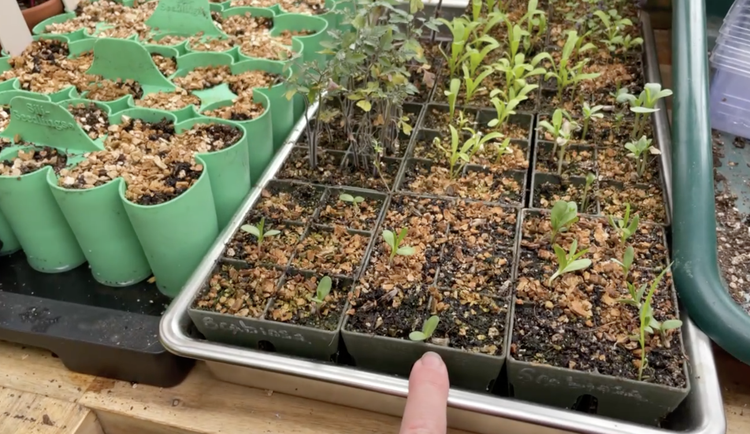 Essential Seed Starting Gear & Tools: Must-Have Equipment for Gardeners ...