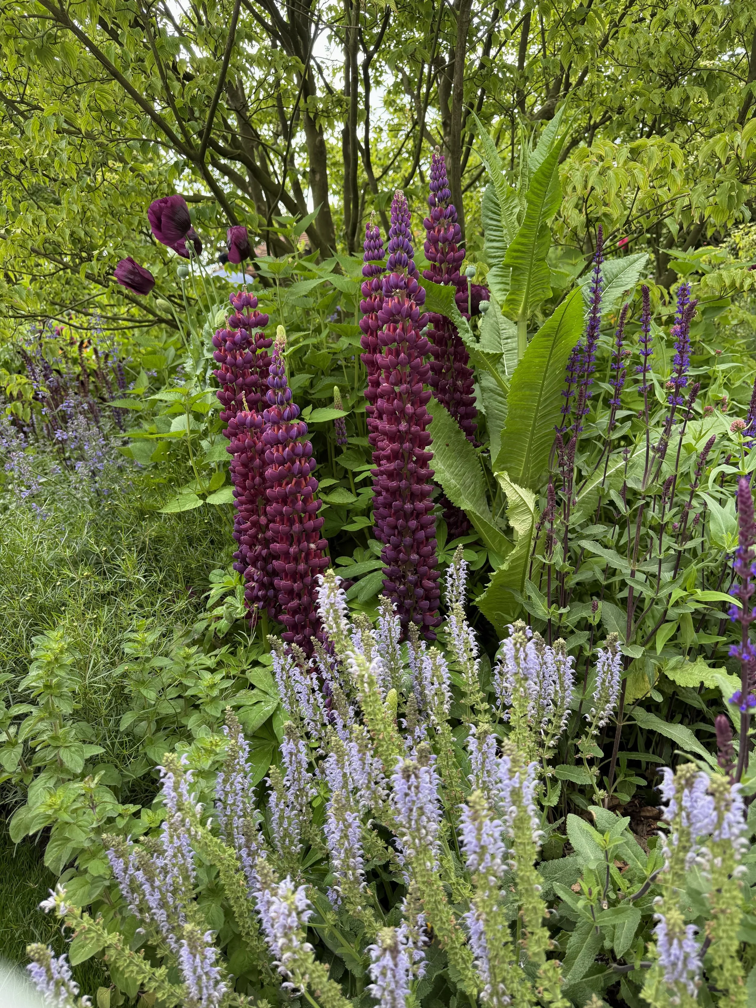 Why Latin Plant Names Matter: A Home Gardener’s Guide to Growing with ...