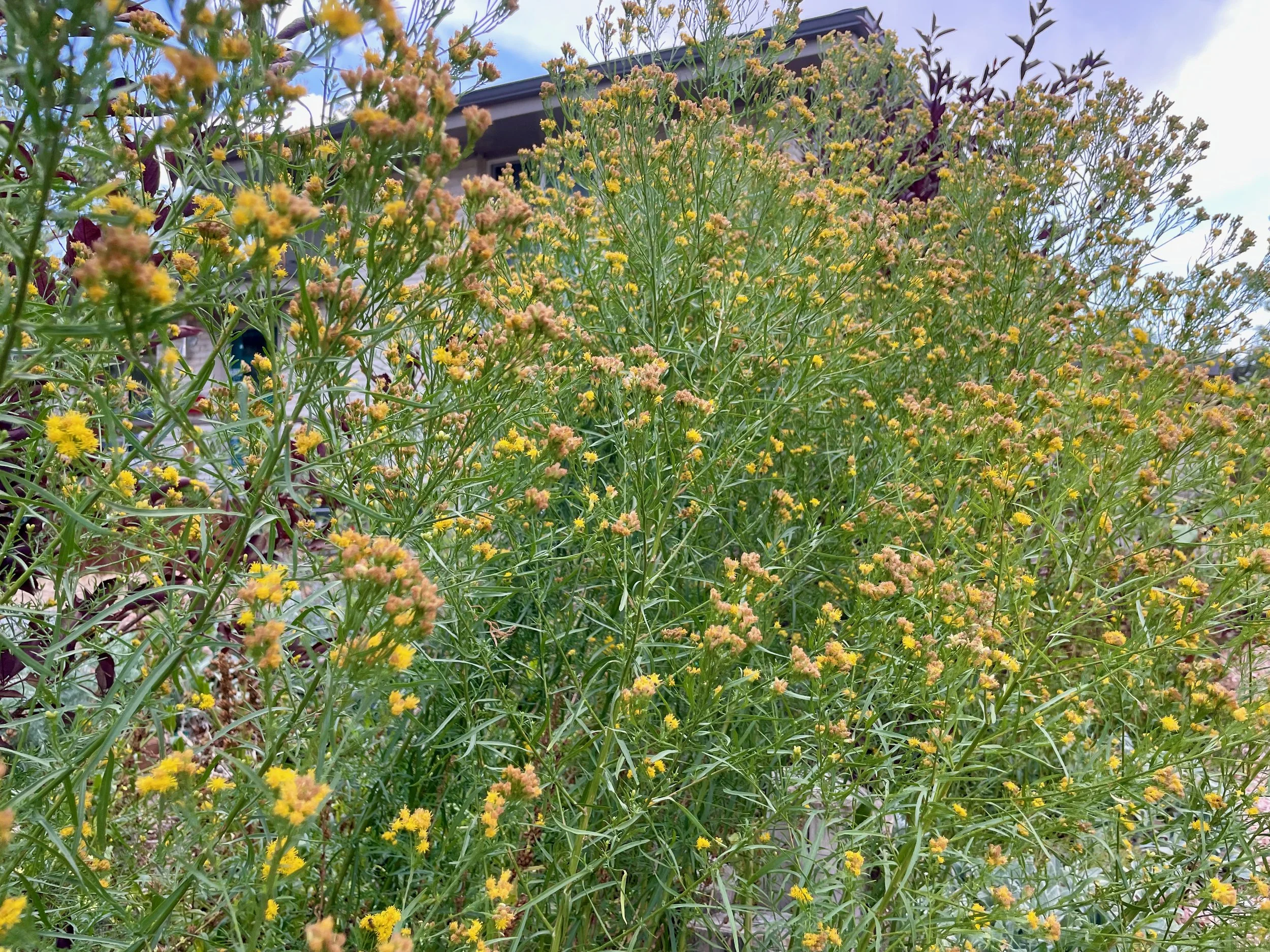 Solidago Species in North America: Why Gardeners Should Plant ...