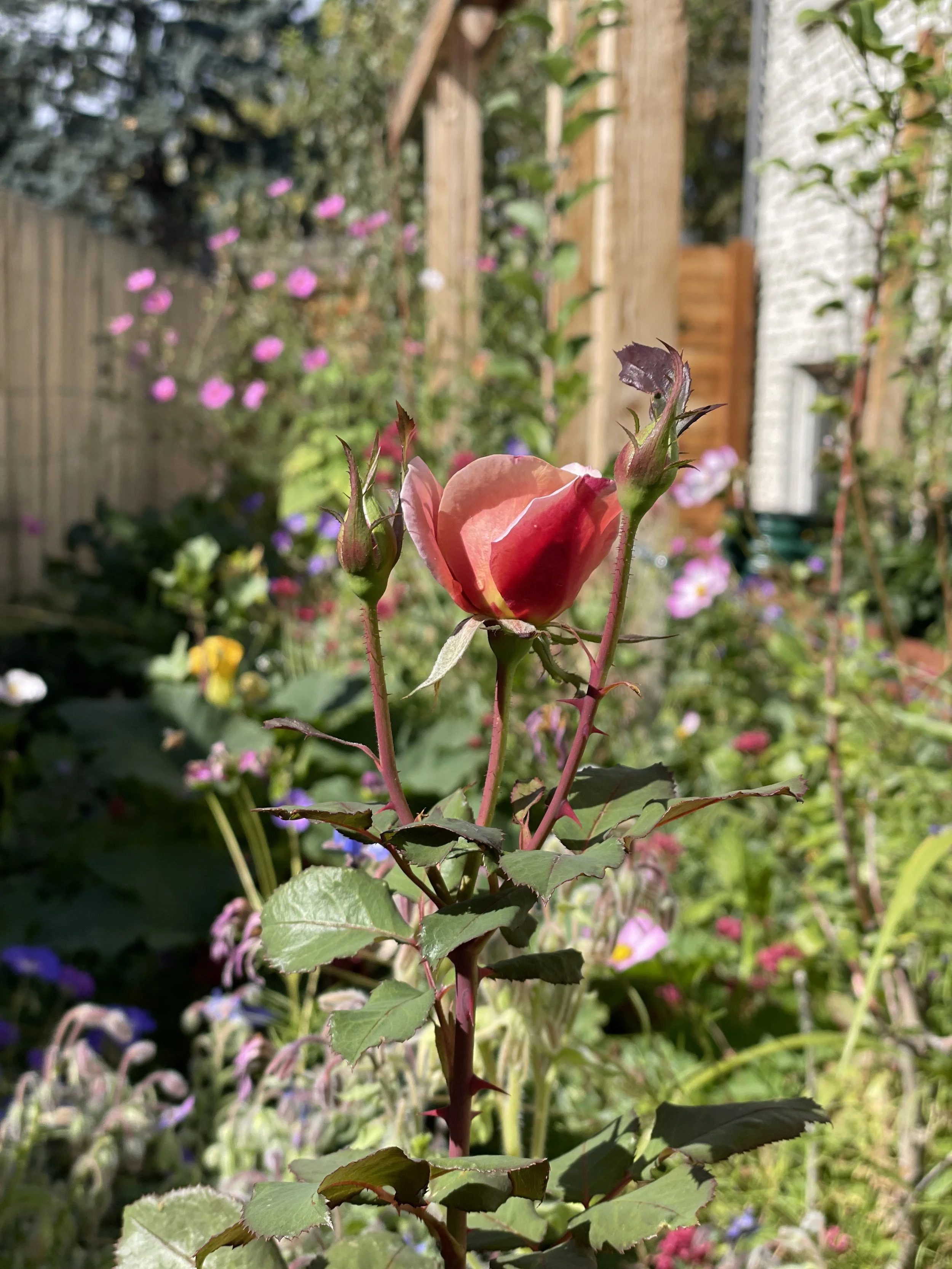 Chaos Gardening Explained: How to Start (and Succeed) with This Wild ...