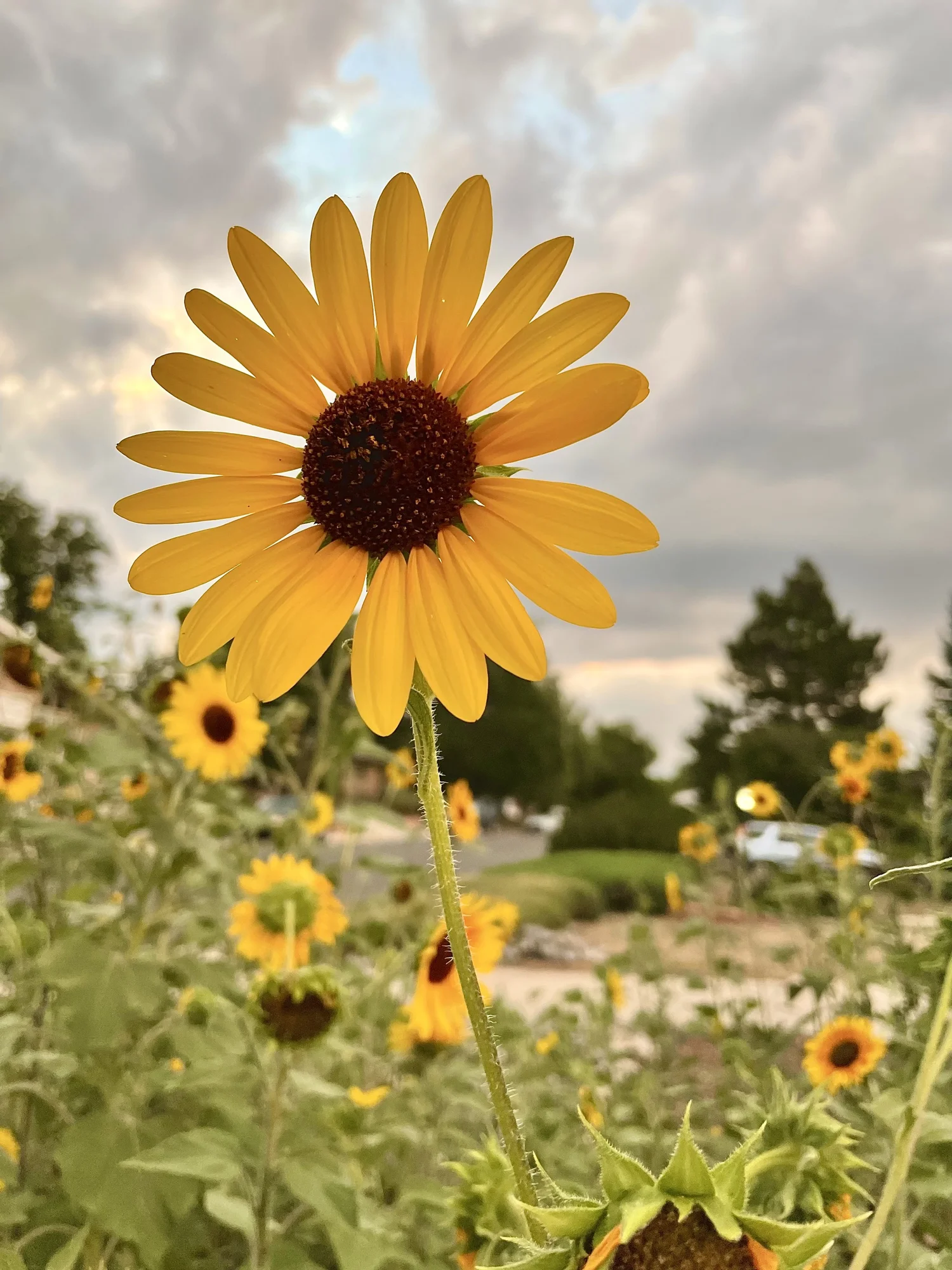 Why Sunflowers Are a Must-Have in Every Garden: A Guide to Their Beauty ...