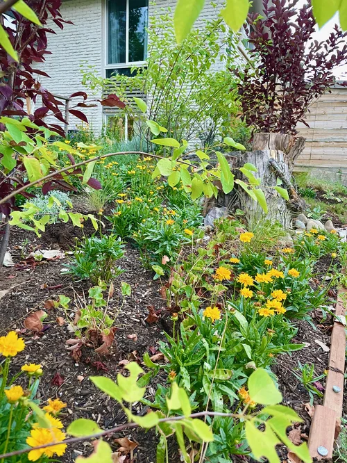 How to Use Dead Wood in Your Garden to Create Wildlife Habitats — Wild ...