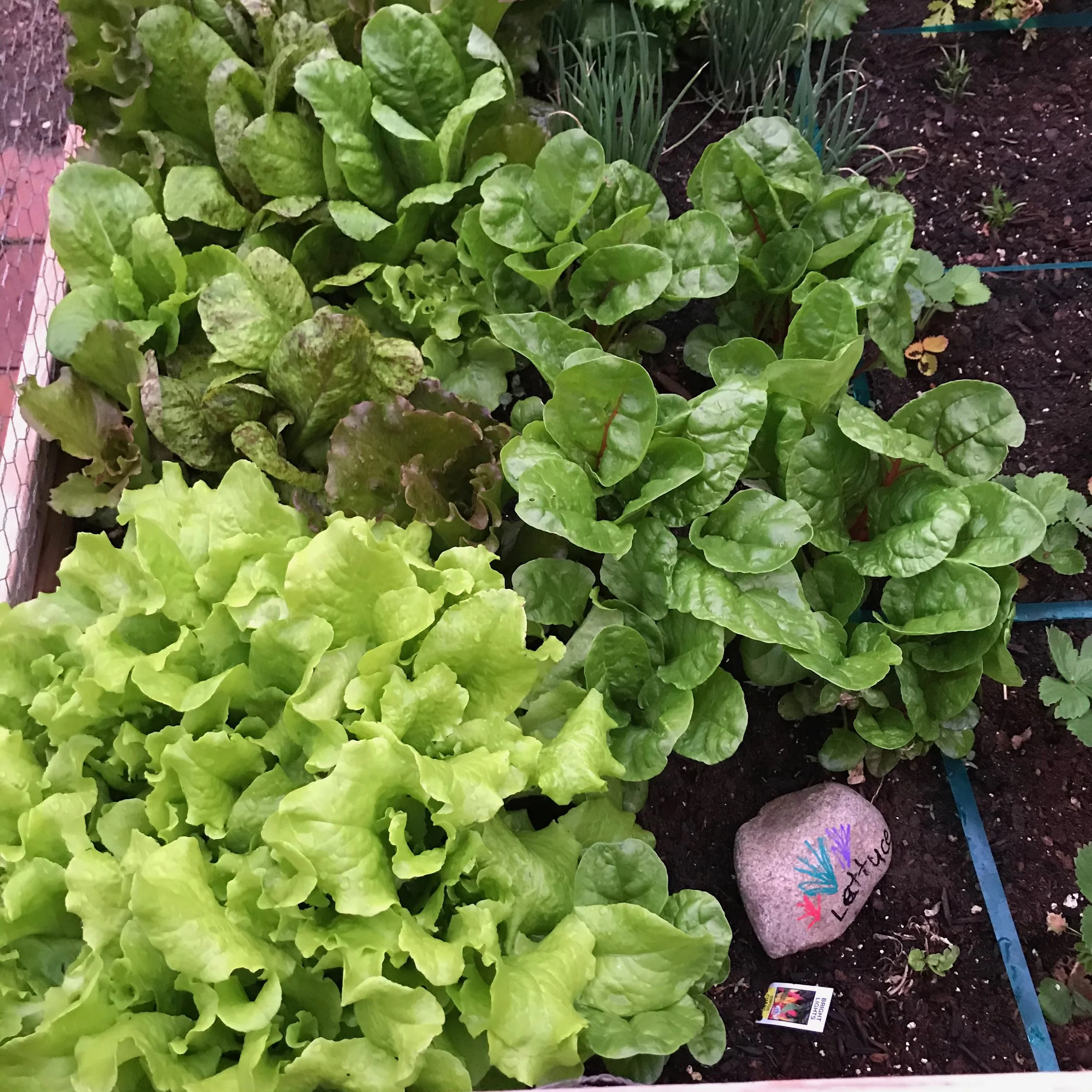 Chaos Gardening Explained: How to Start (and Succeed) with This Wild ...