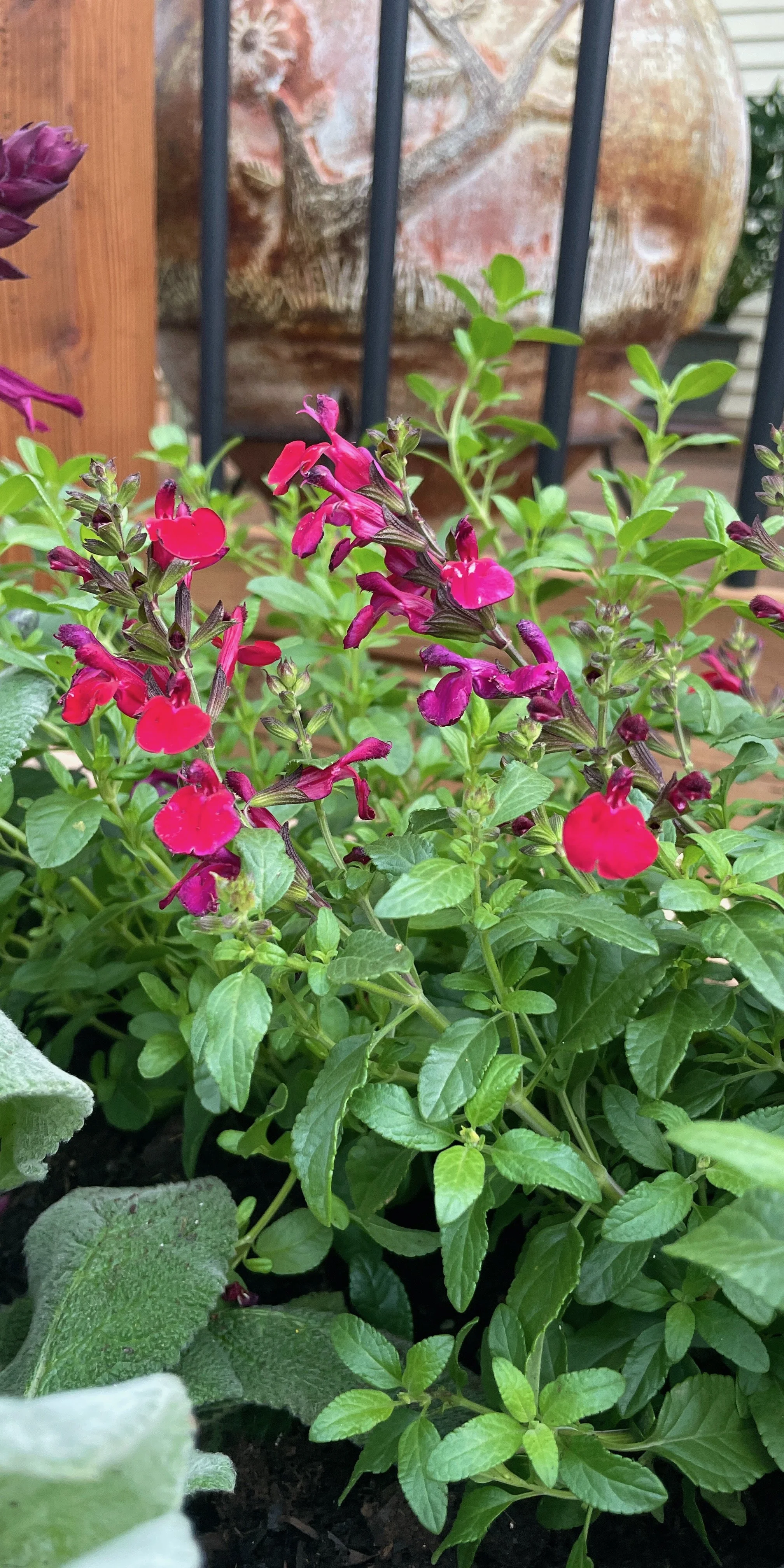 Why Salvias Deserve a Spot in Every Garden: Colorful, Hardy ...