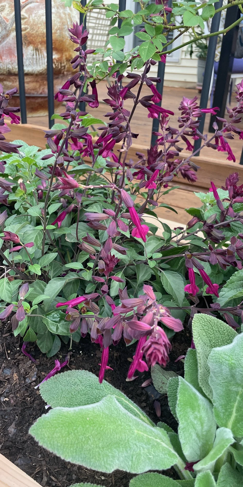Why Salvias Deserve a Spot in Every Garden: Colorful, Hardy ...