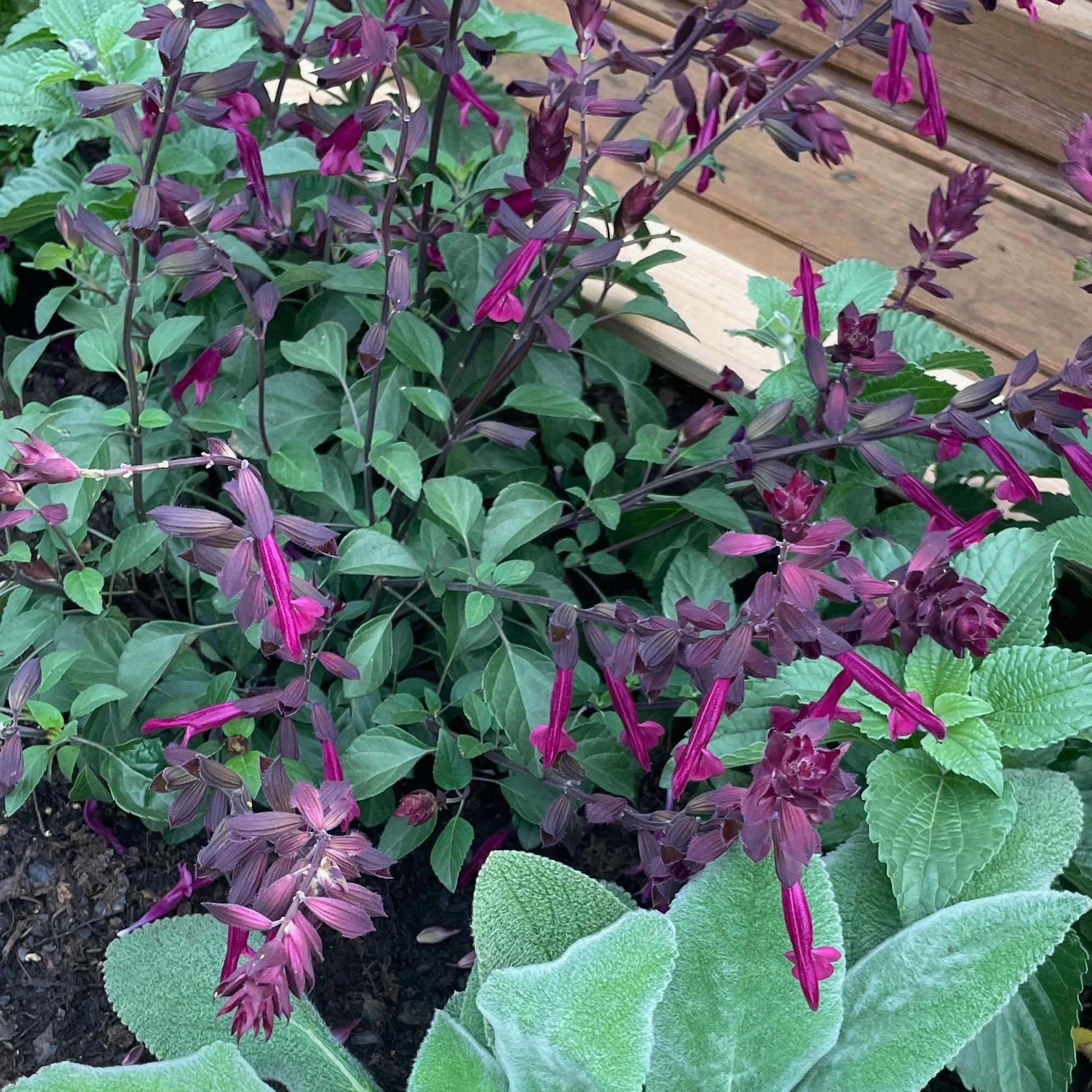 Plant Recommendations for Gardeners: Expert Picks for Every Landscape ...