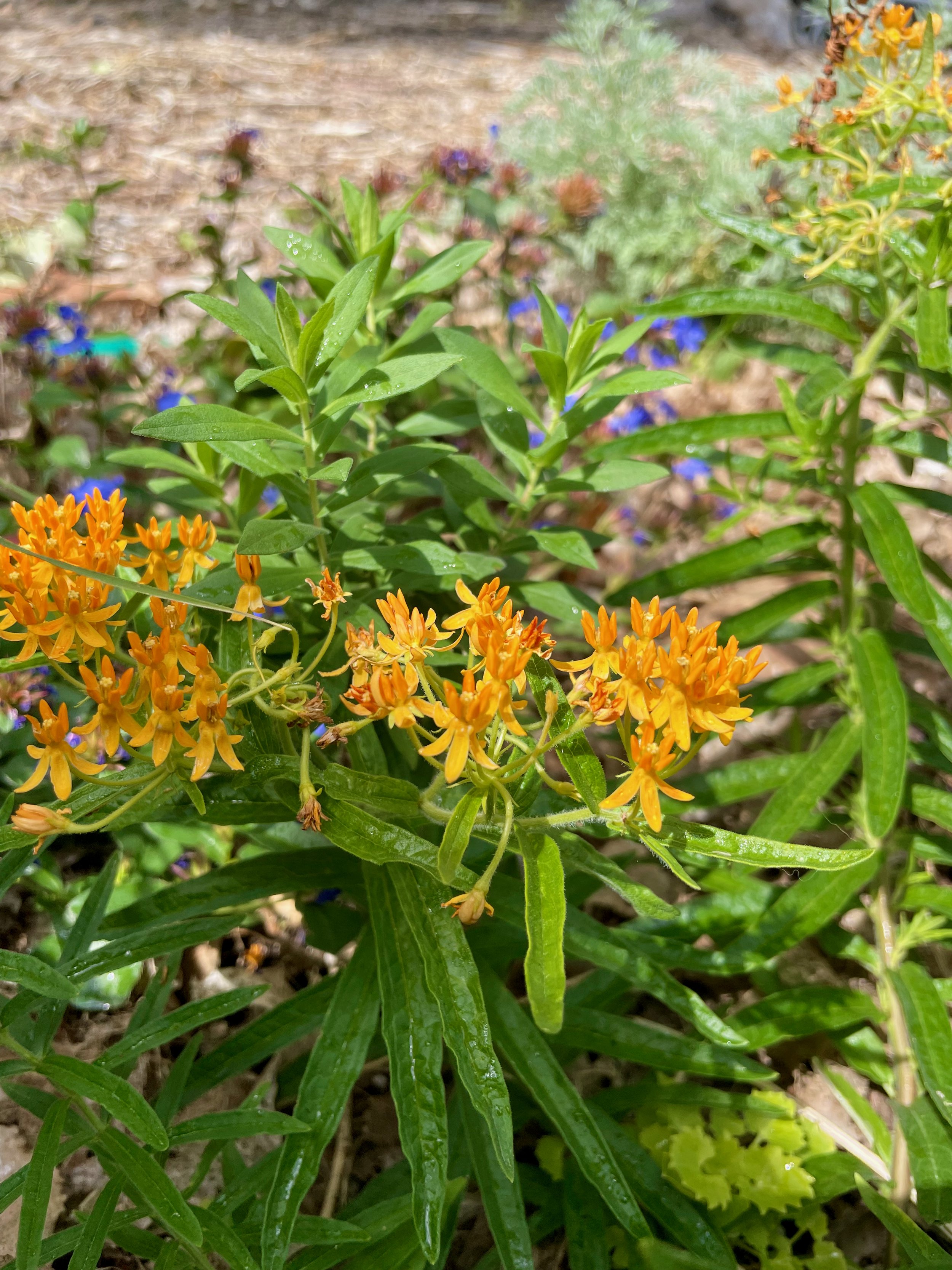 Why Native Milkweed Belongs in Your Garden: Support Monarchs & Boost ...