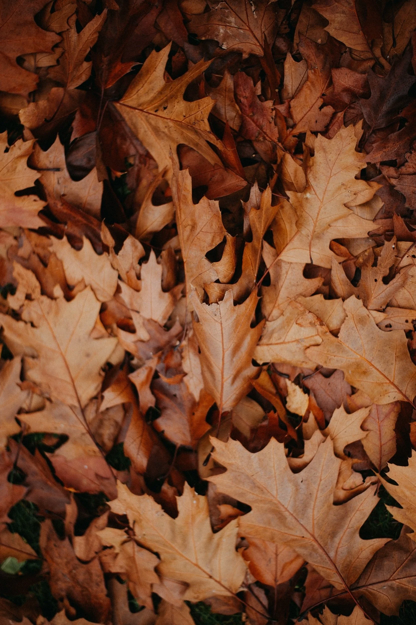 How to Make Leaf Mould: Easy Steps for Creating Rich, Organic Garden ...