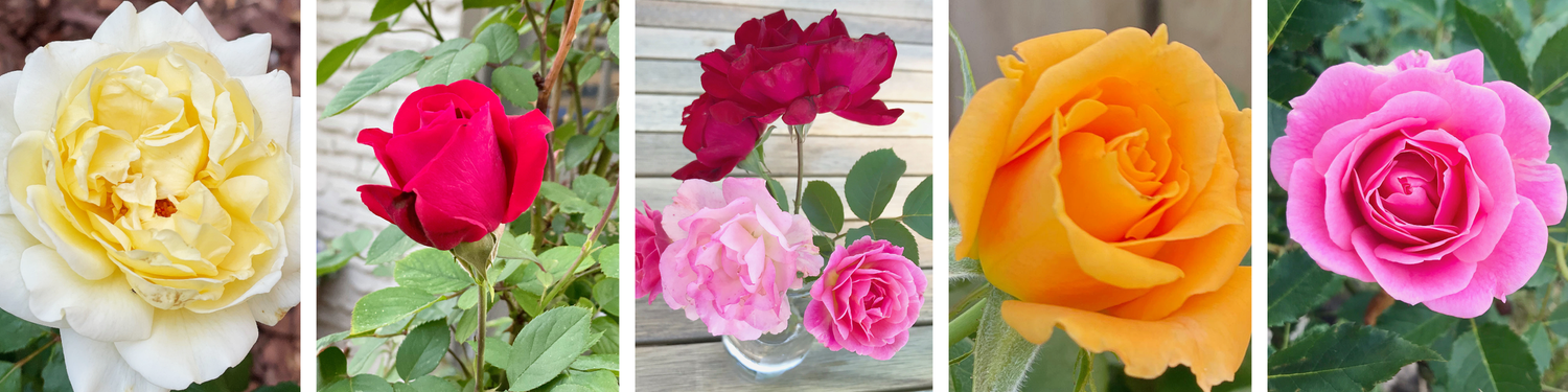 How to Choose the Right Roses for Your Garden: A Complete Guide — Wild ...
