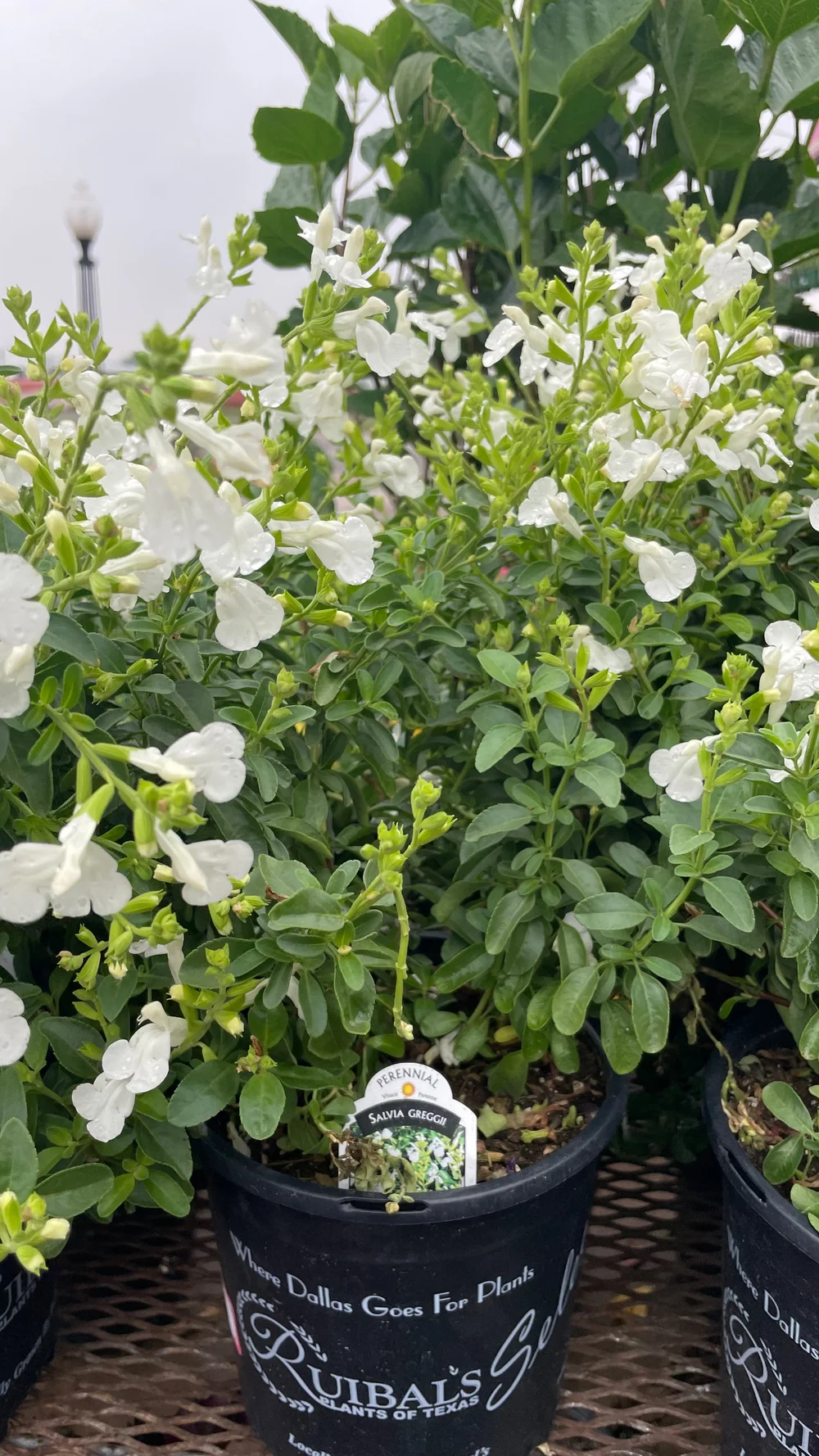Why Salvias Deserve a Spot in Every Garden: Colorful, Hardy ...