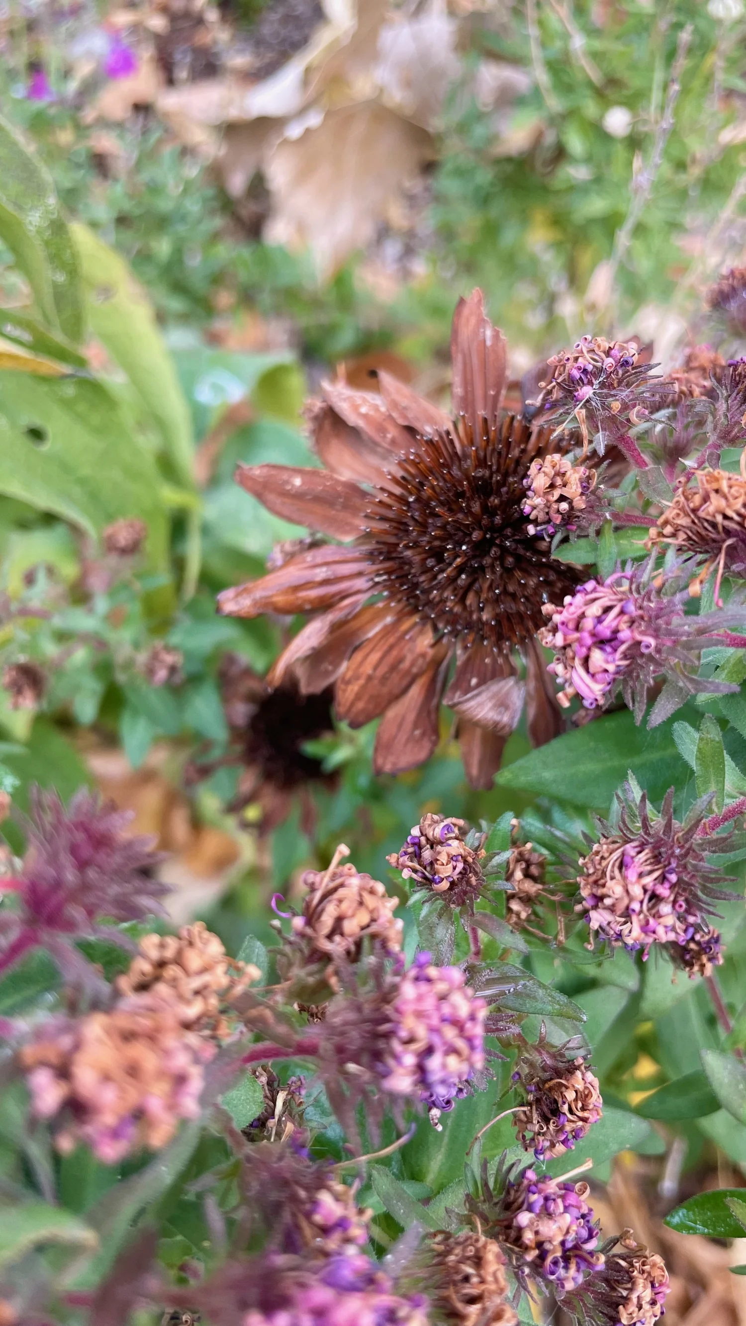 Complete Guide to Growing Native Asters in North America: Tips for a ...