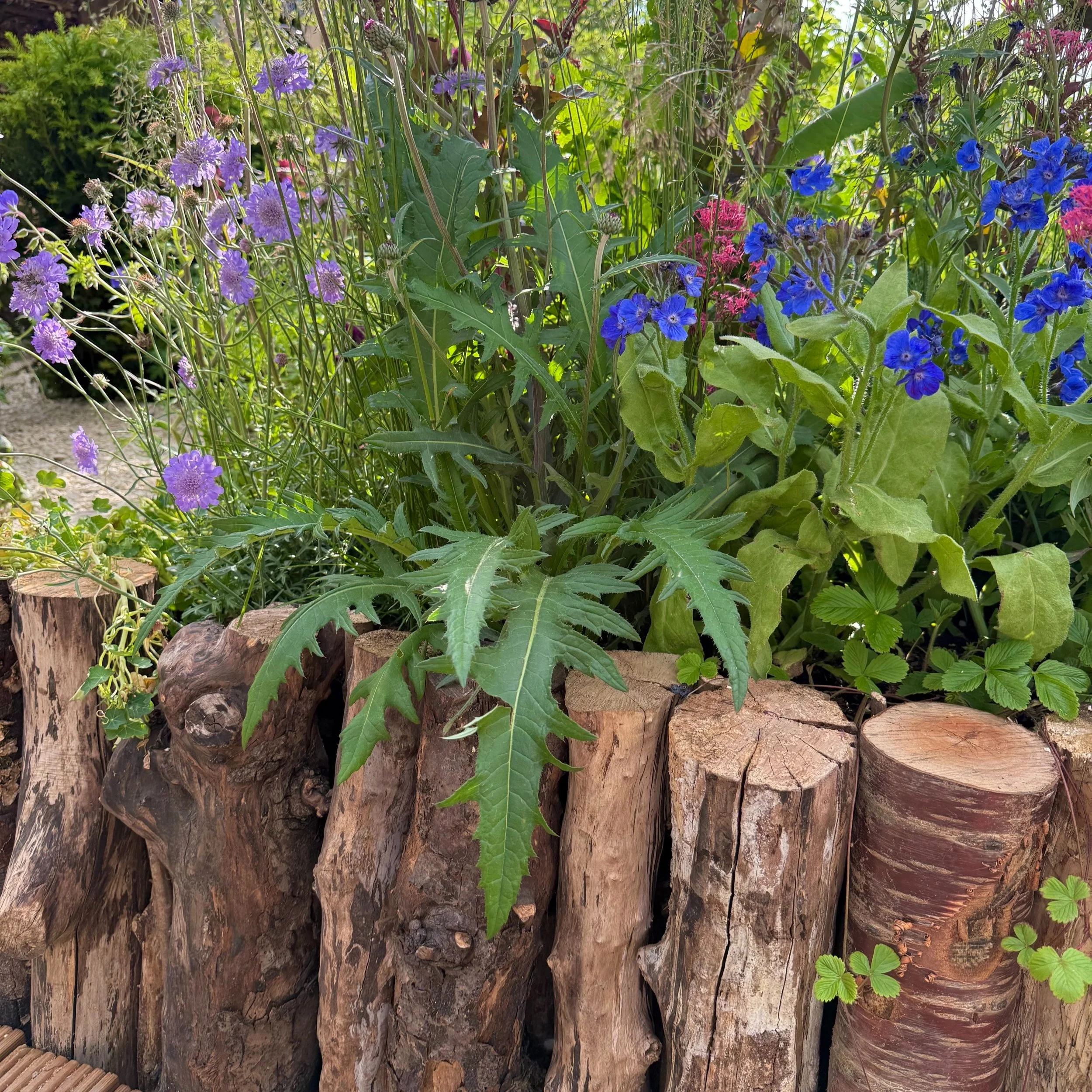 Why Latin Plant Names Matter: A Home Gardener’s Guide to Growing with ...