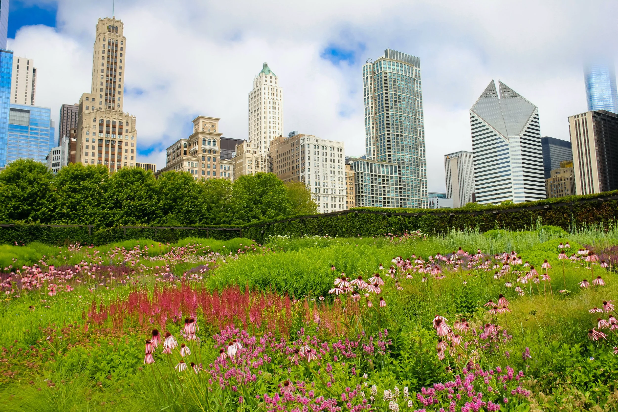 Chaos Gardening Explained: How to Start (and Succeed) with This Wild ...