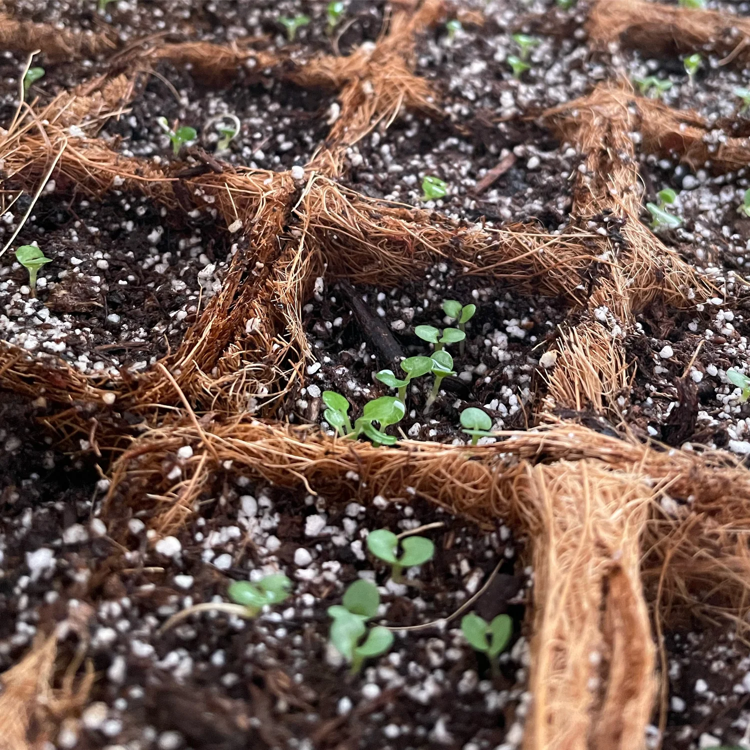 How to Know When to Start Seeds: Inside or Outside, and Following Seed ...
