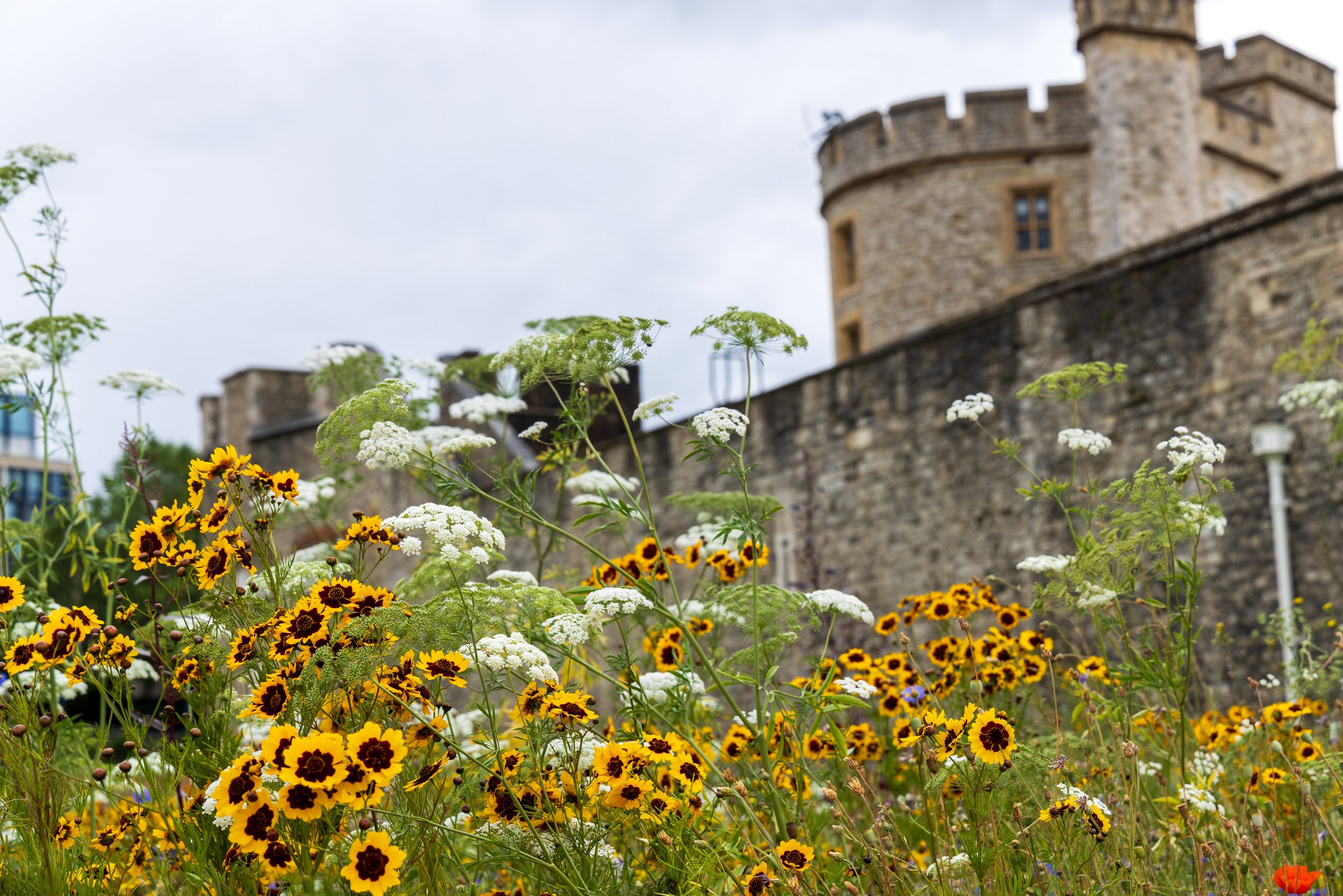 Chaos Gardening Explained: How to Start (and Succeed) with This Wild ...