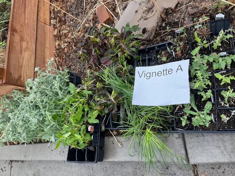 How to Prepare and Plant a Wildlife Garden: A Step-by-Step Guide for ...
