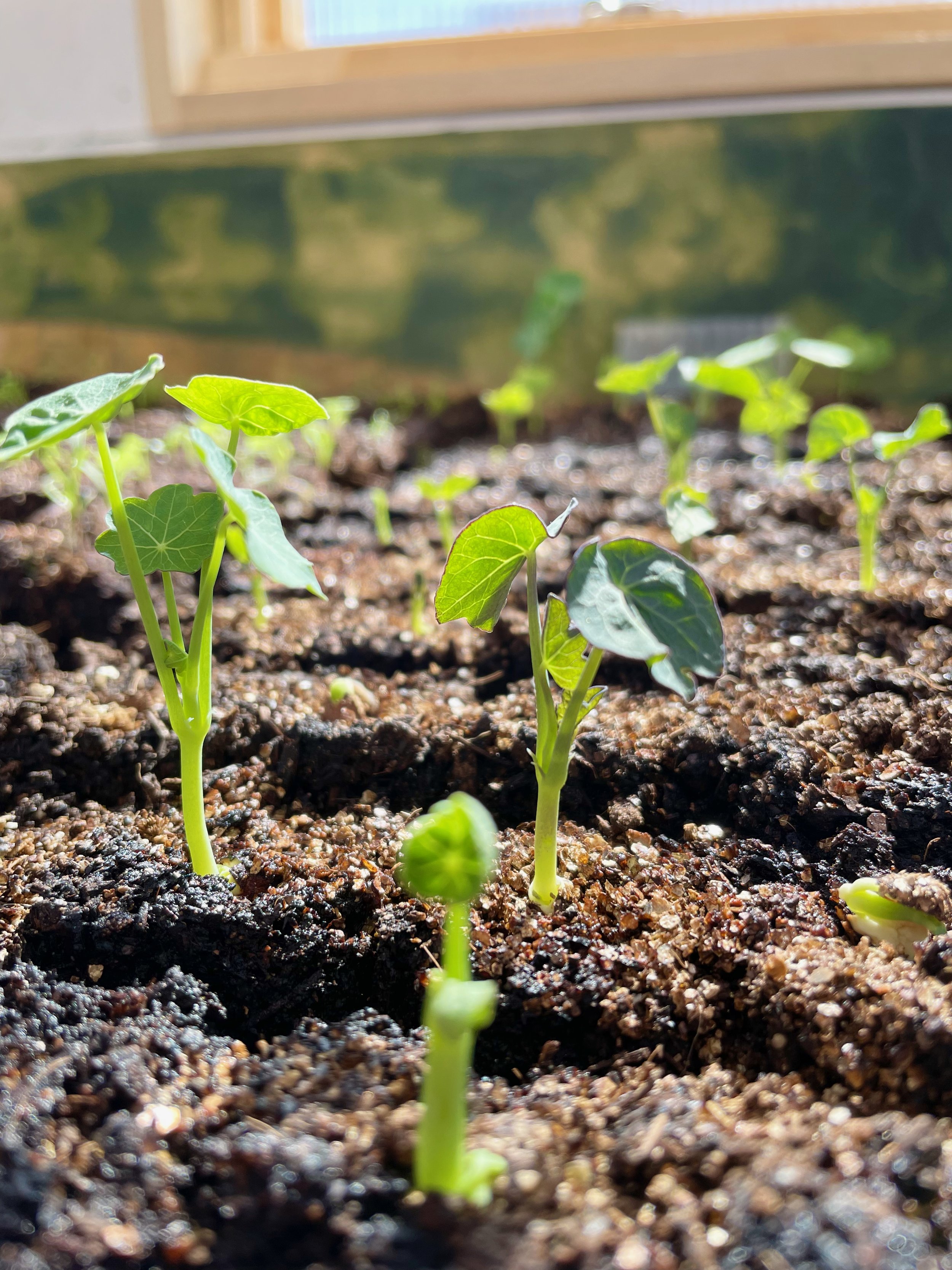 How to Know When to Start Seeds: Inside or Outside, and Following Seed ...