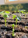 Essential Seed Starting Gear & Tools: Must-Have Equipment for Gardeners ...