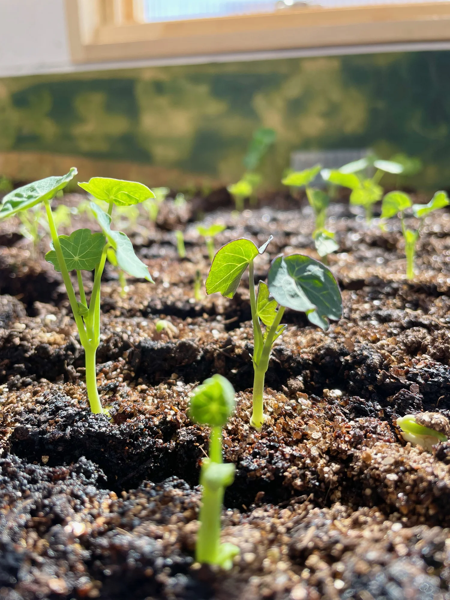 How to Know When to Start Seeds: Inside or Outside, and Following Seed ...