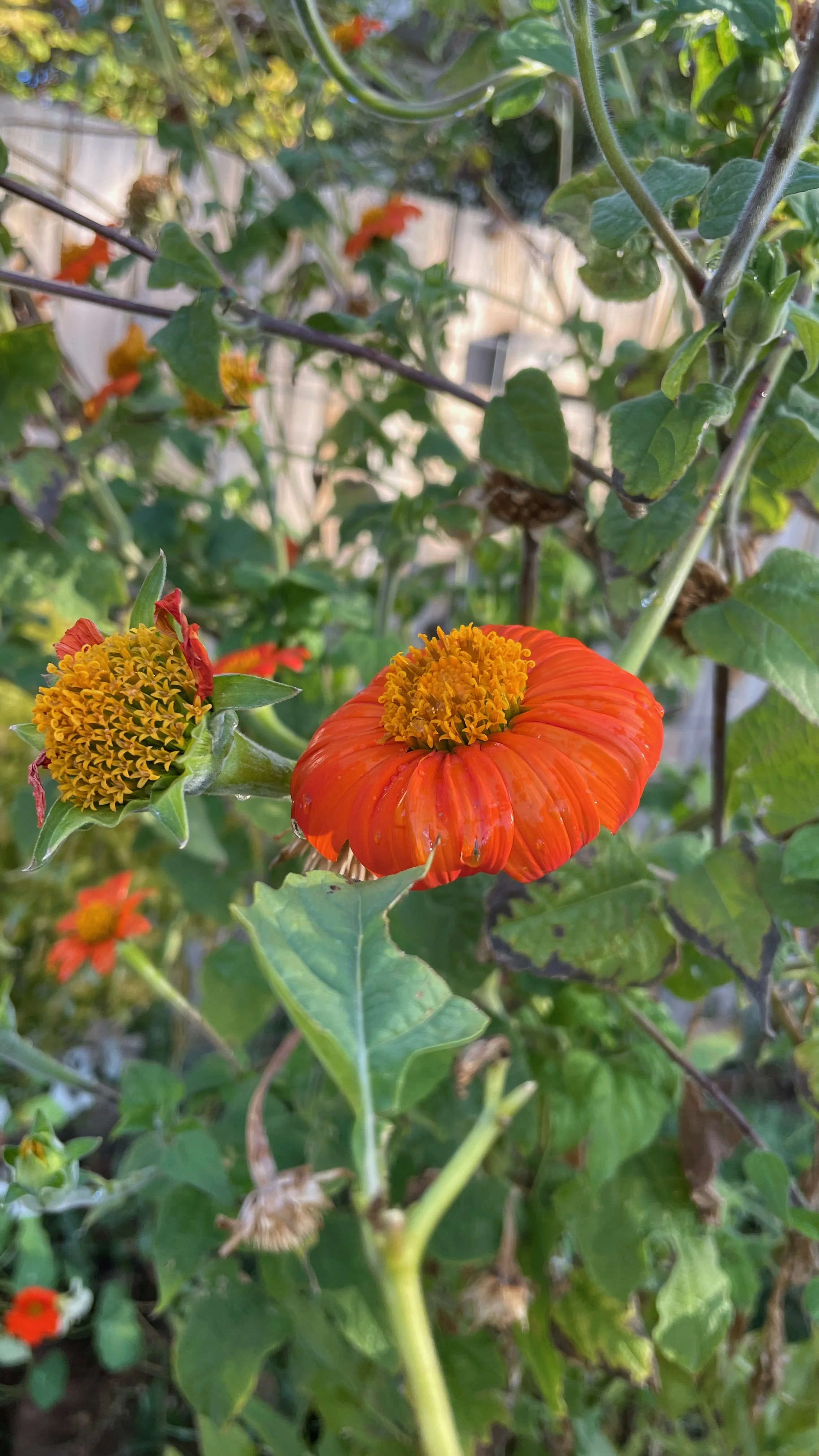 Why Gardeners Should Plant Tithonia: Benefits for Your Garden and ...