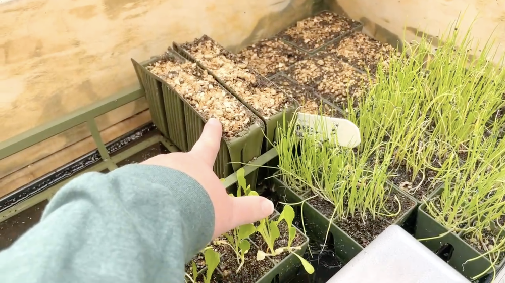 Essential Seed Starting Gear & Tools: Must-Have Equipment for Gardeners ...