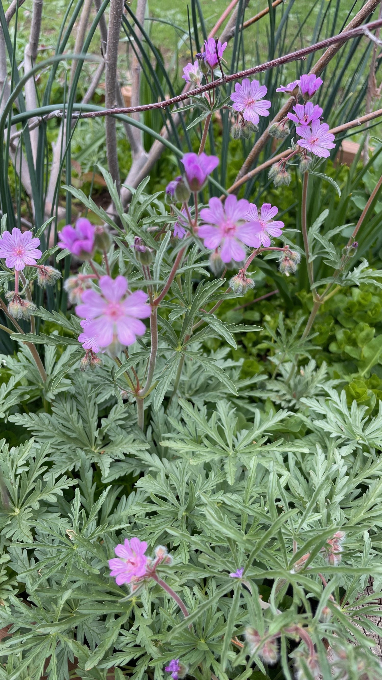 Chaos Gardening Explained: How to Start (and Succeed) with This Wild ...