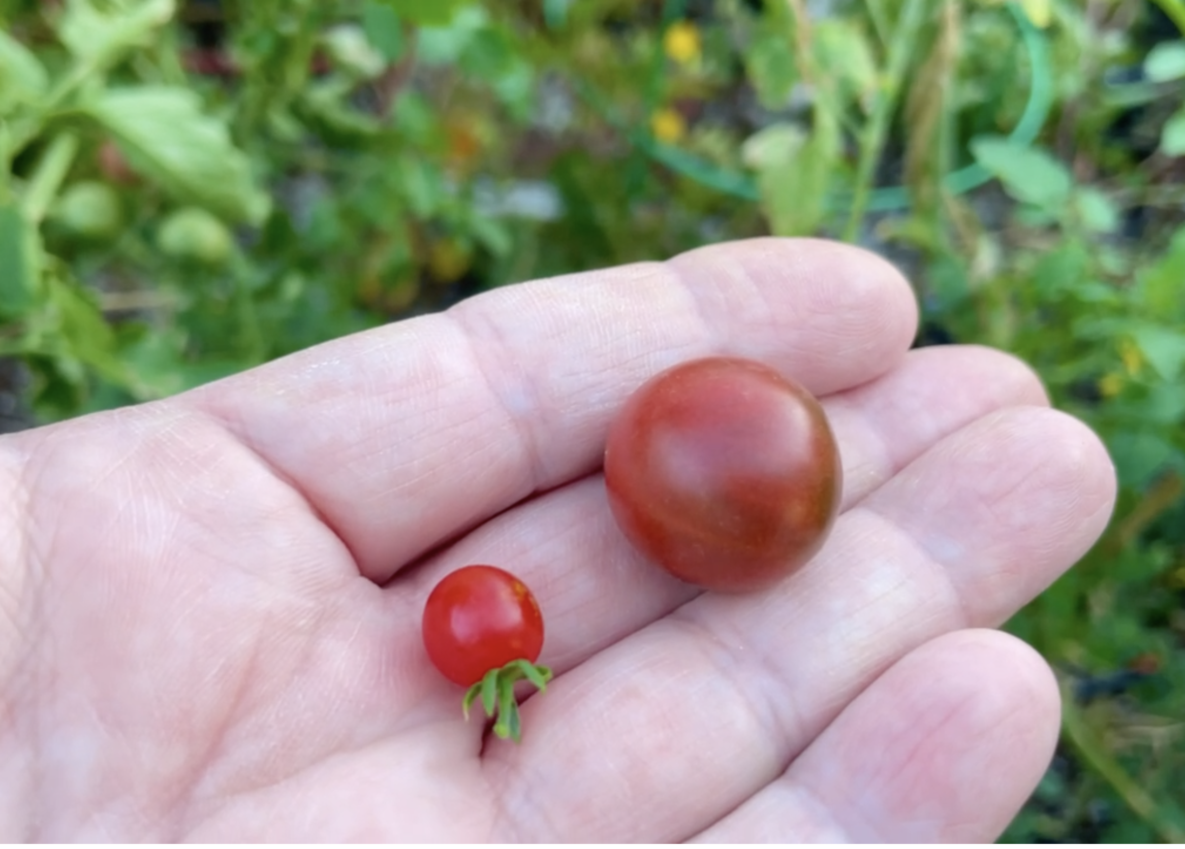 Exploring the History of Tomatoes in Italy and My Favorite Varieties ...