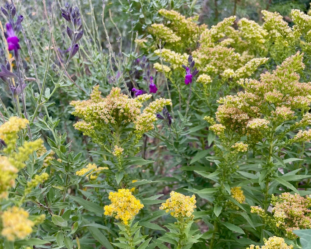 Solidago Species in North America: Why Gardeners Should Plant ...