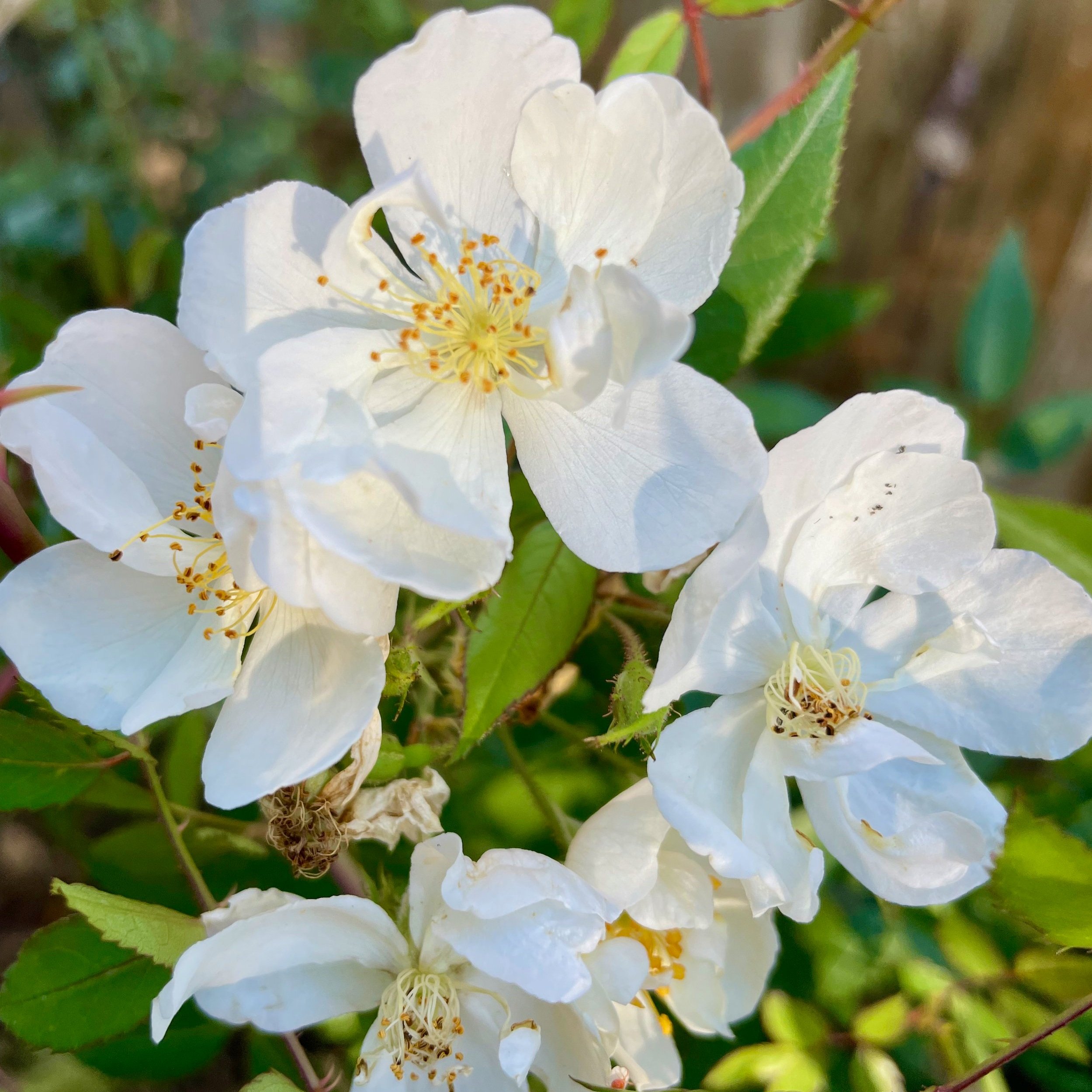 Easy DIY Rose Trellis on a Budget | Healthier Roses, More Blooms ...