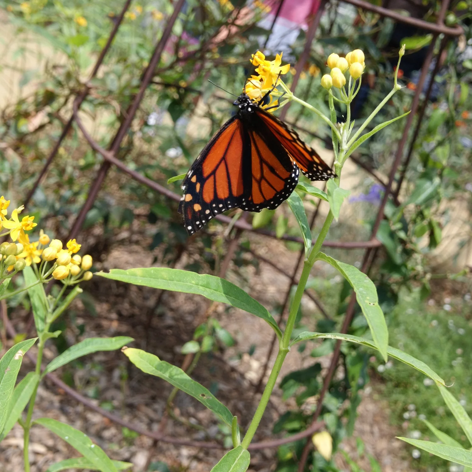 Why Native Milkweed Belongs In Your Garden Support Monarchs And Boost