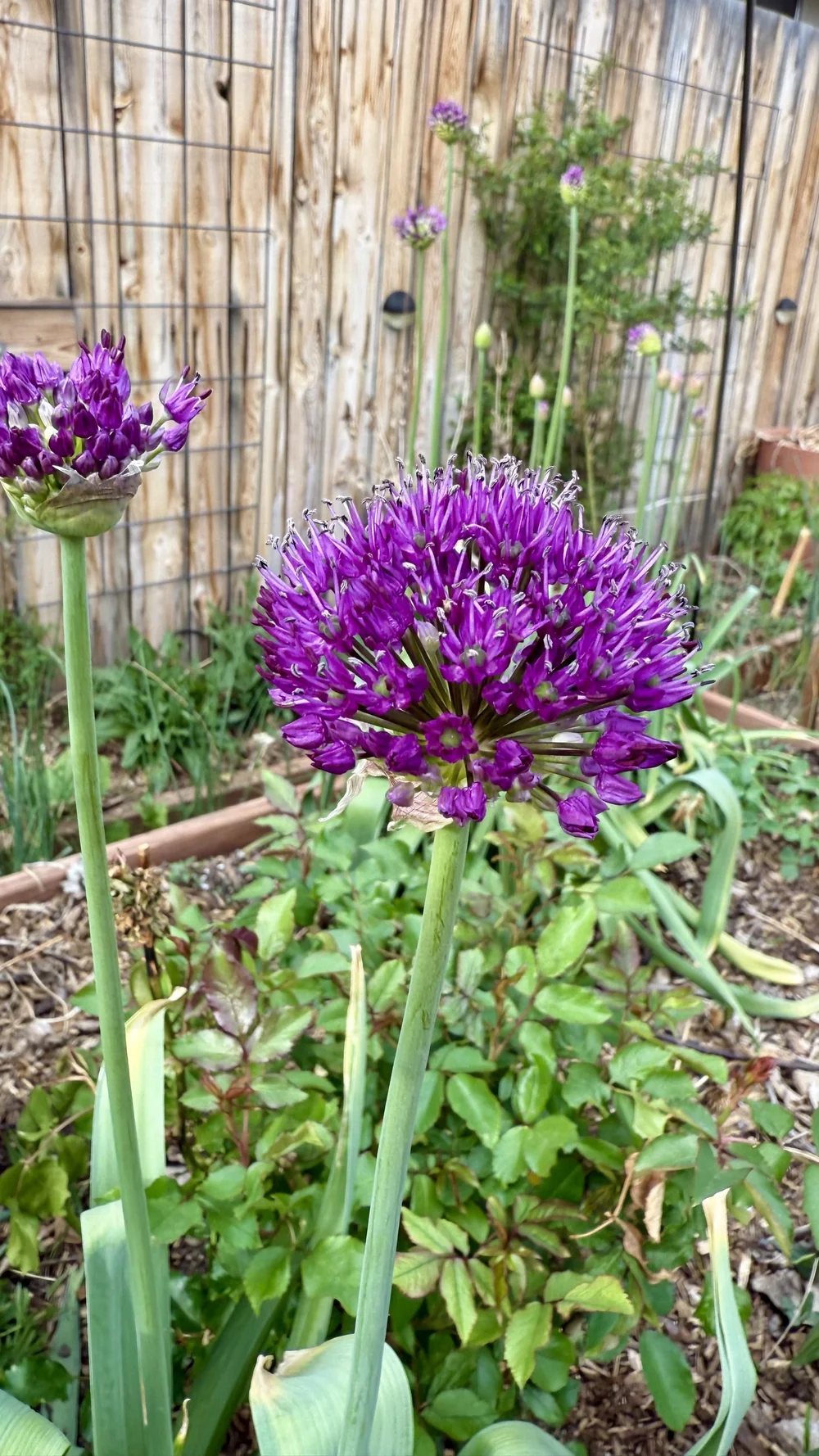 May Gardening Checklist: 6 Must-Do Tasks for a Thriving Spring Garden ...