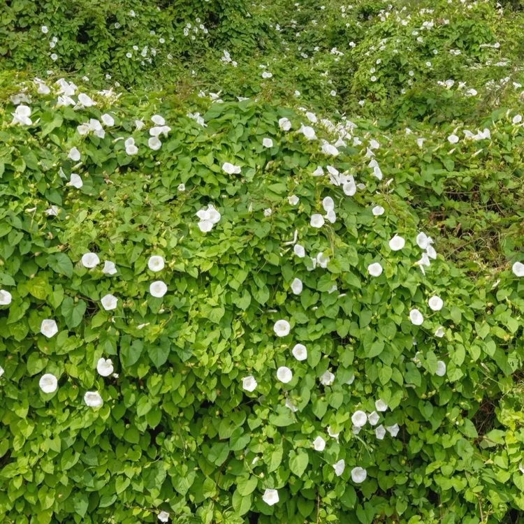 Invasive vs. Aggressive Plants: Why Gardeners Must Know the Difference ...