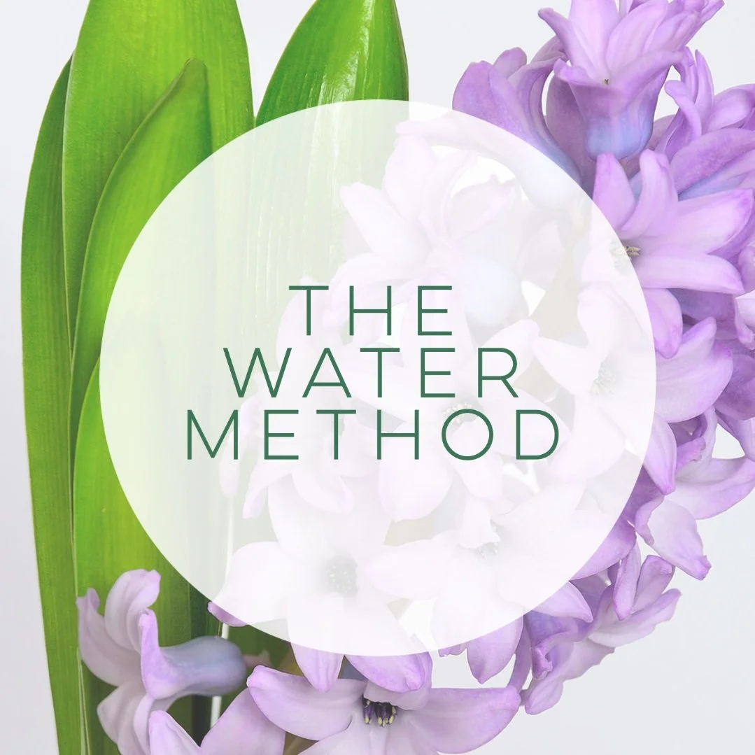 How to Force Bulbs Indoors: an Easy Guide — Wild Revival Garden & Home
