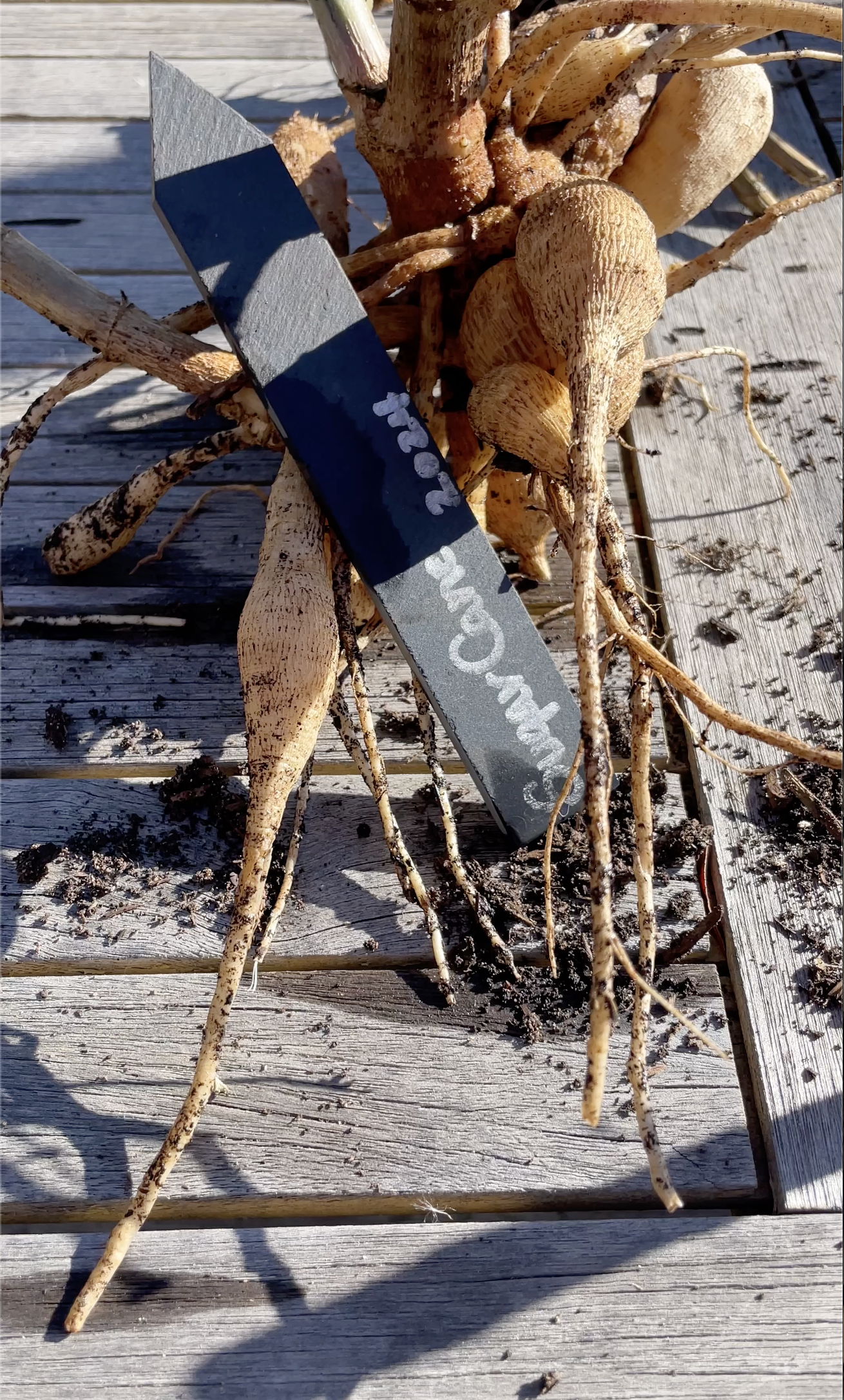 How I Overwinter My Dahlias: A Step-by-Step Guide to Protecting Dahlias ...